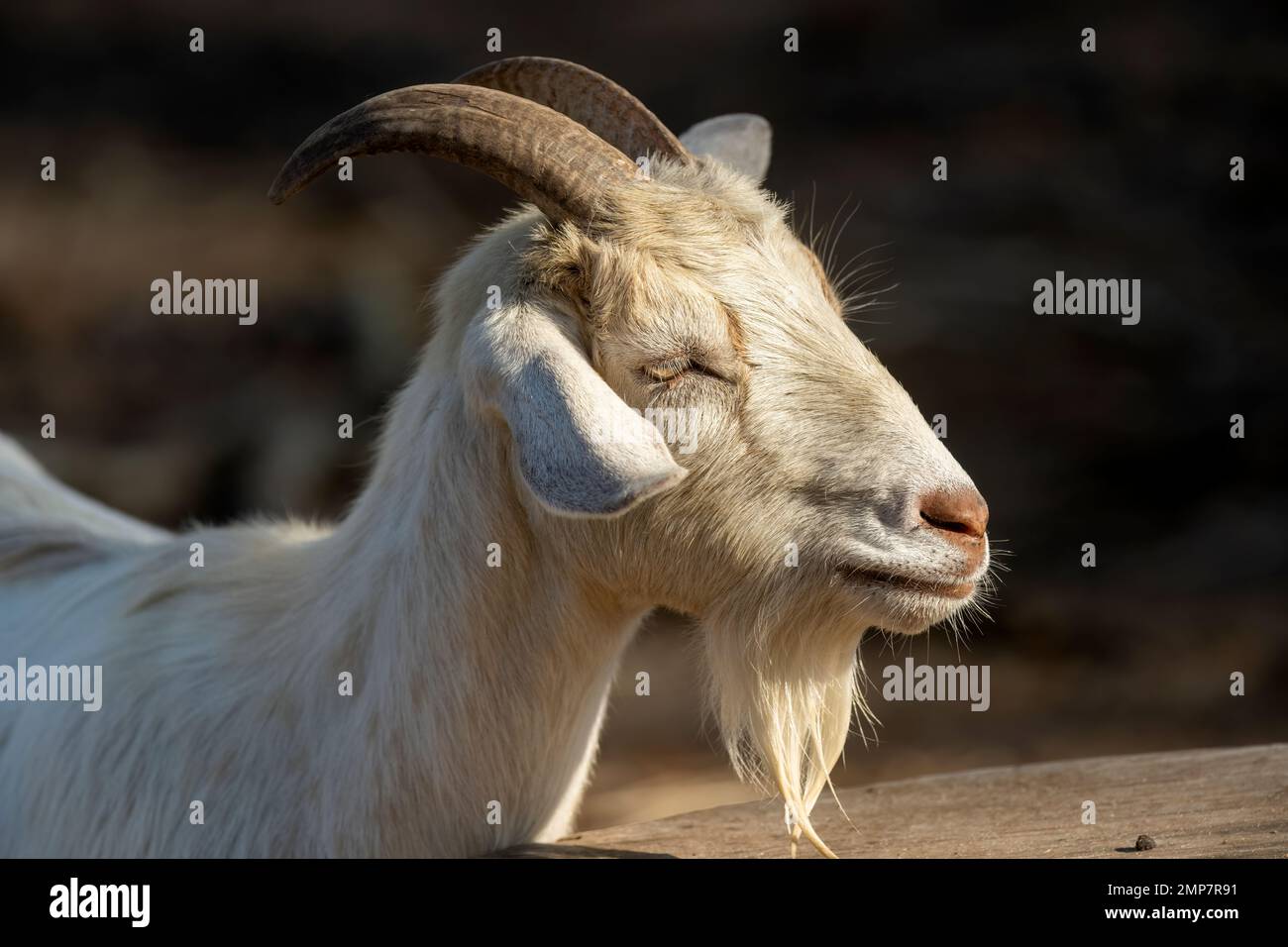 an adult female goat with horns on a farm Stock Photo - Alamy