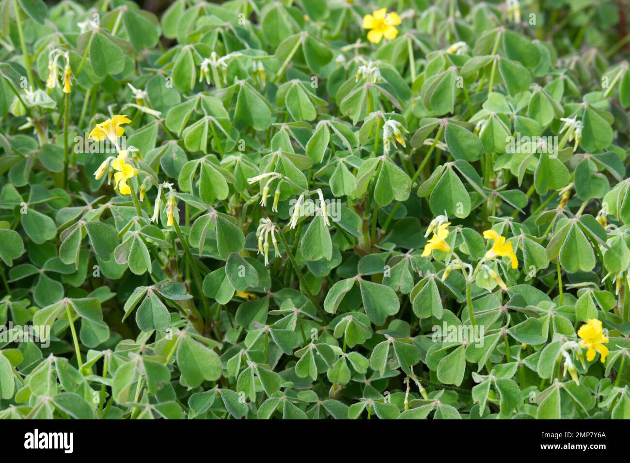 Kitchen garden plant hi-res stock photography and images - Alamy
