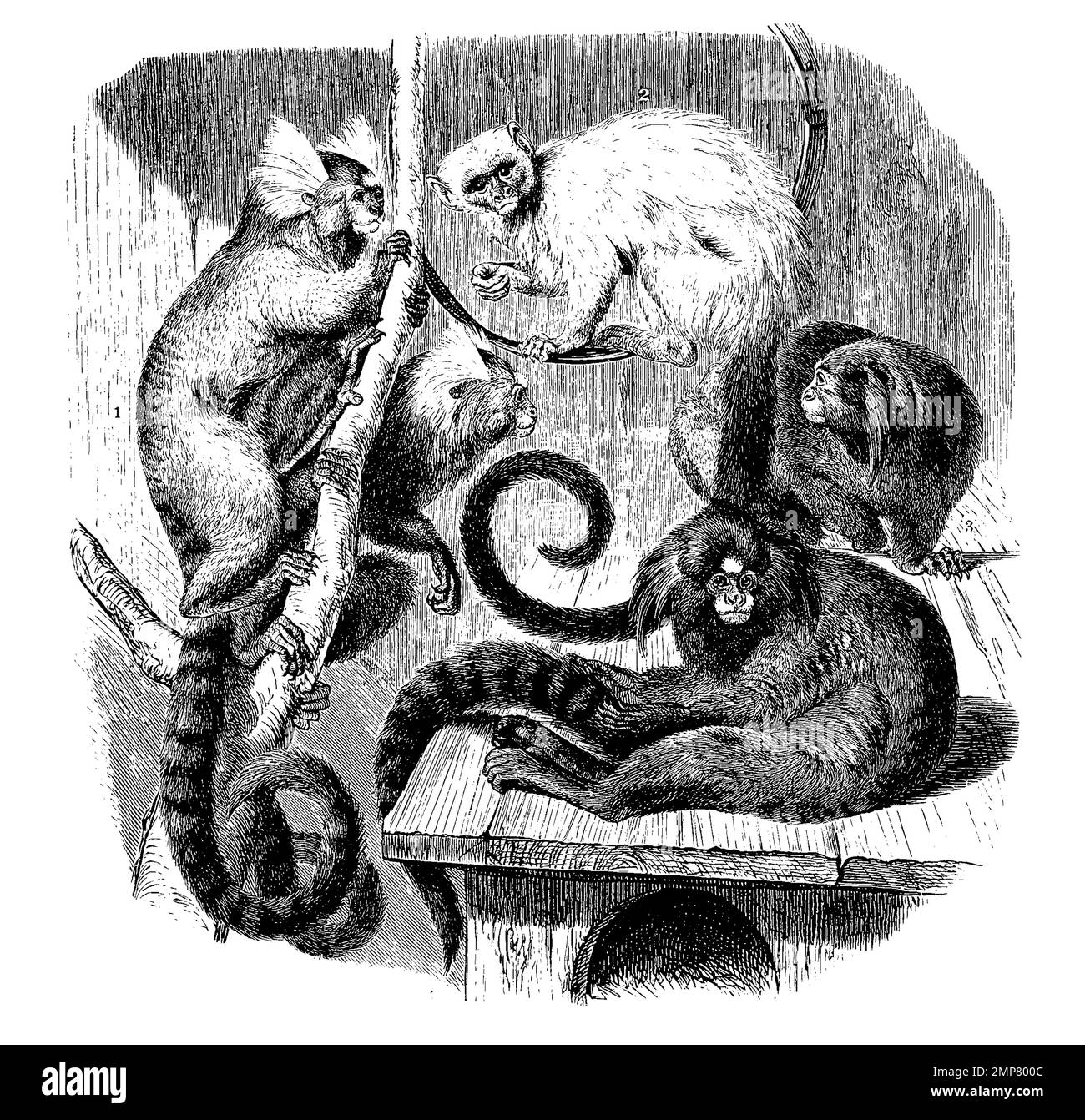 Animal saguin hi-res stock photography and images - Alamy