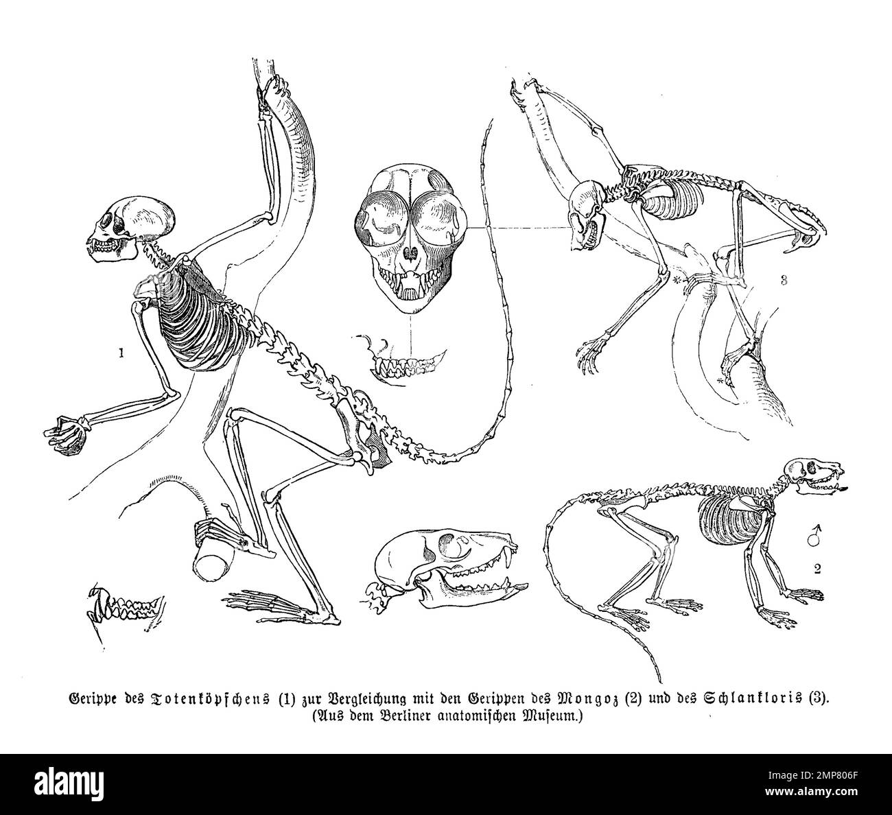 Skelett, Gerippe des Totenköpfchens, Gewöhnlicher Totenkopfaffe ...