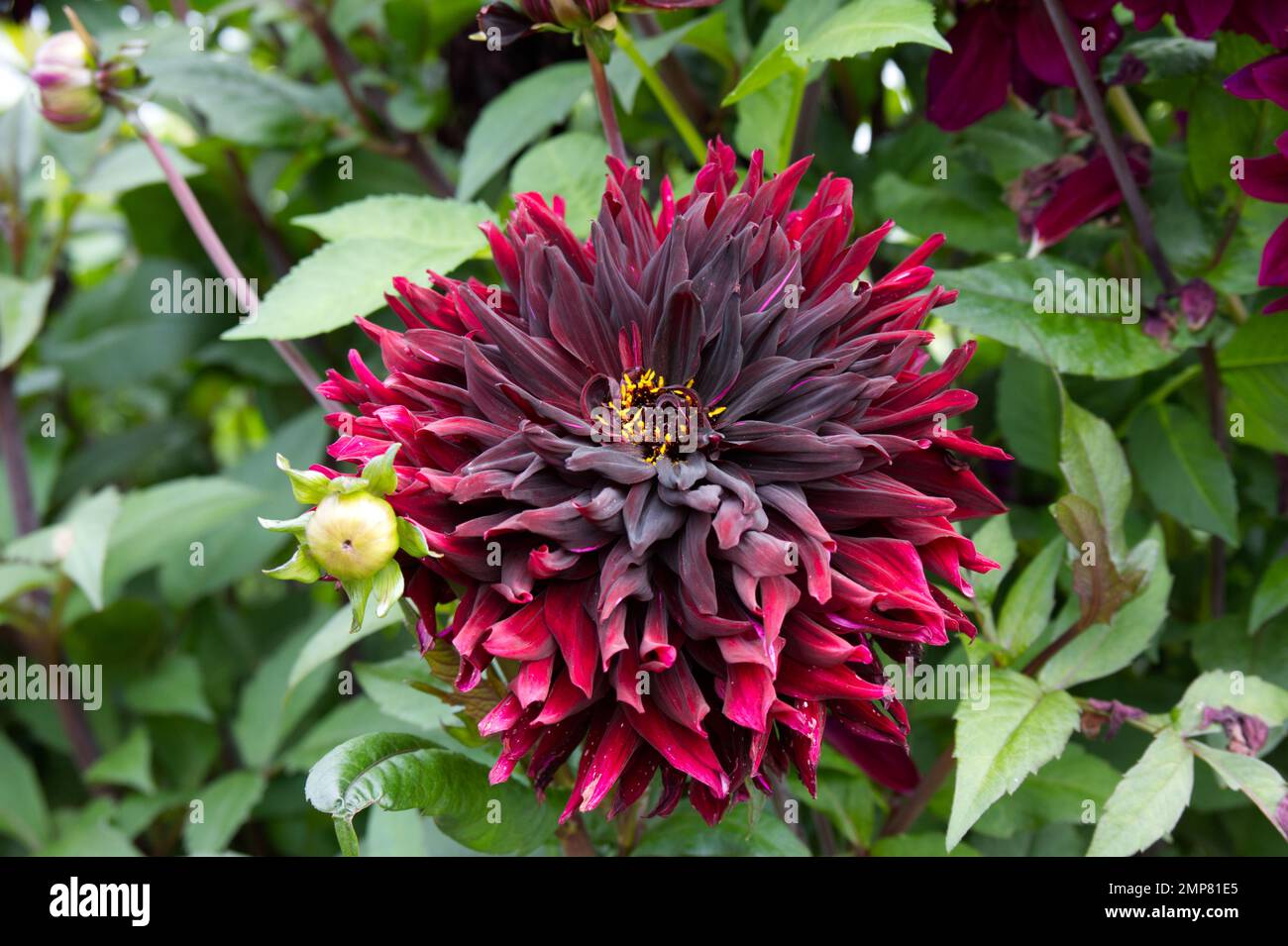 Dahlia deep red flower hi-res stock photography and images - Alamy