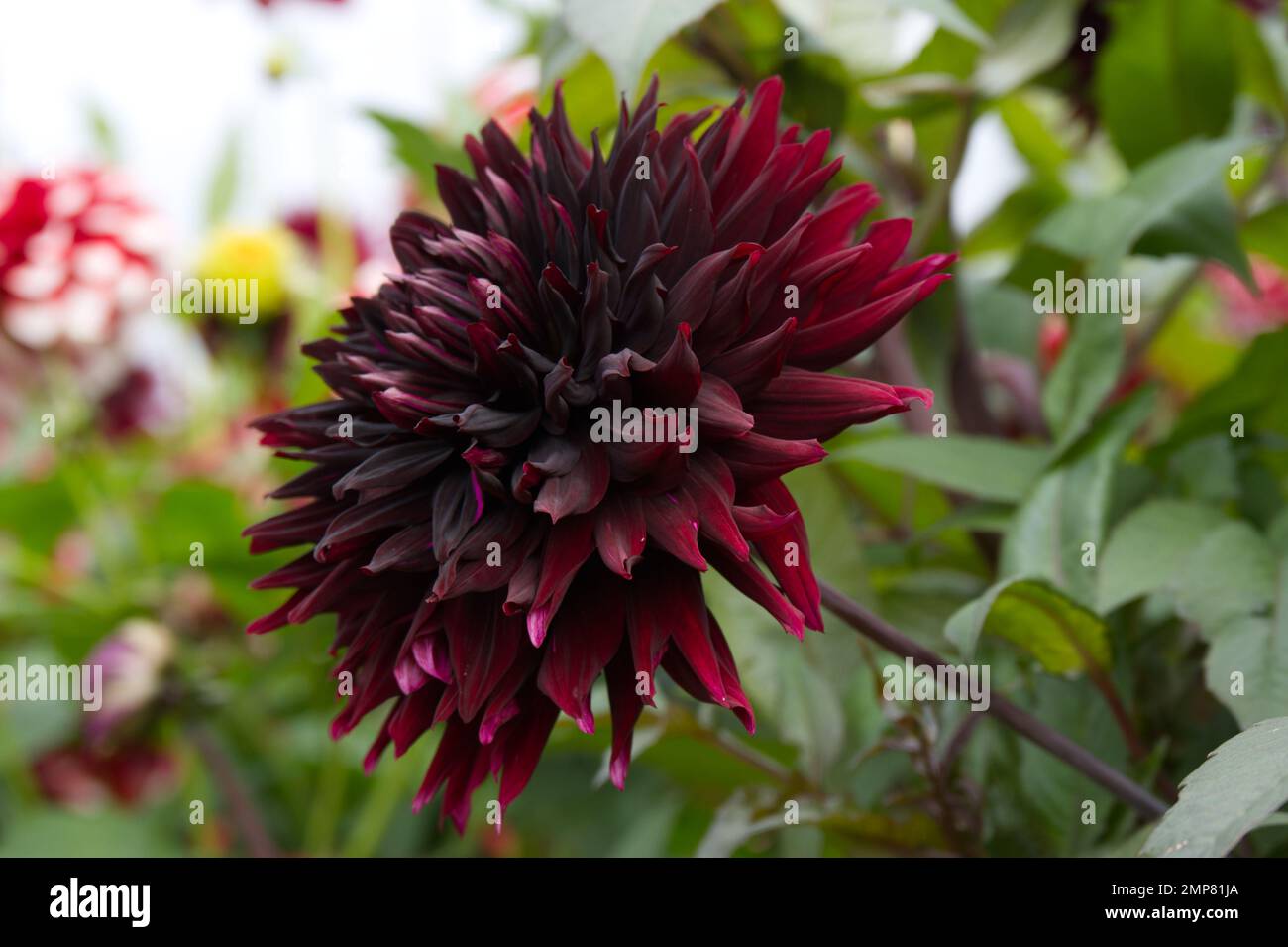 Dahlia deep red flower hi-res stock photography and images - Alamy