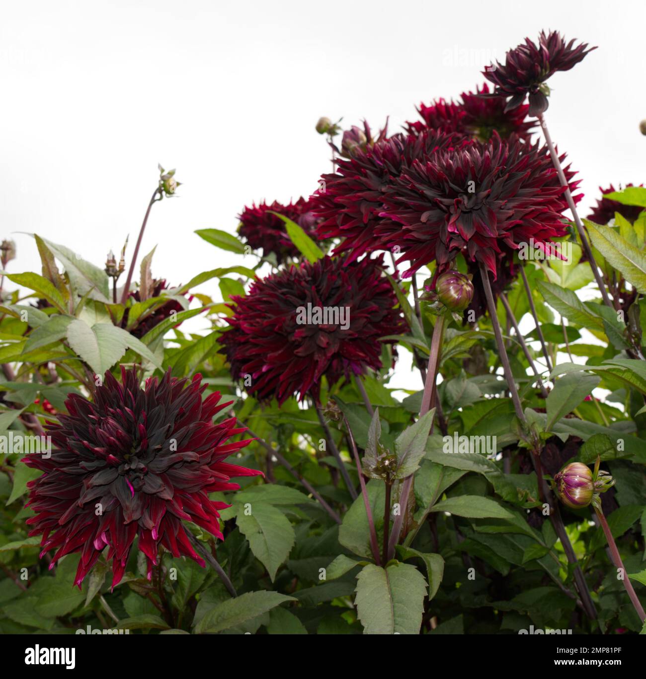Dahlia deep red flower hi-res stock photography and images - Alamy