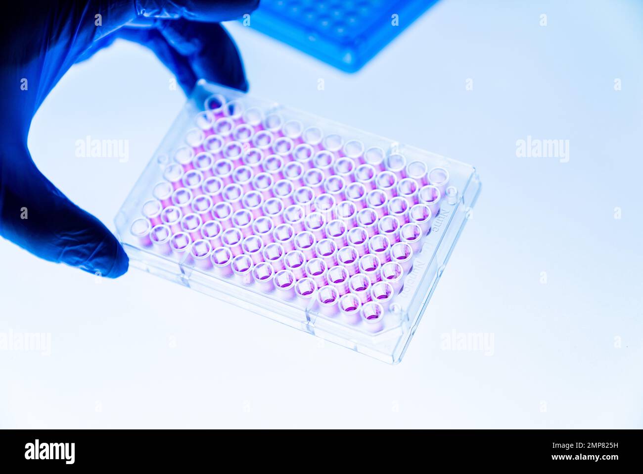 96 well plate in the laboratory of experimental genetics of the ...