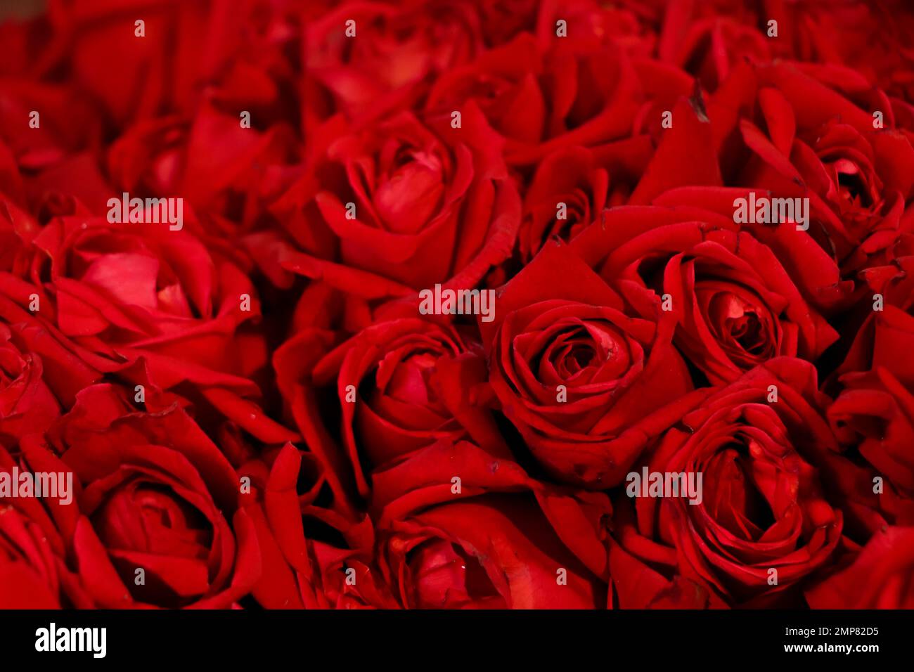 CLOSE UP BUNCH RED ROSES BACKGROUND Stock Photo - Alamy