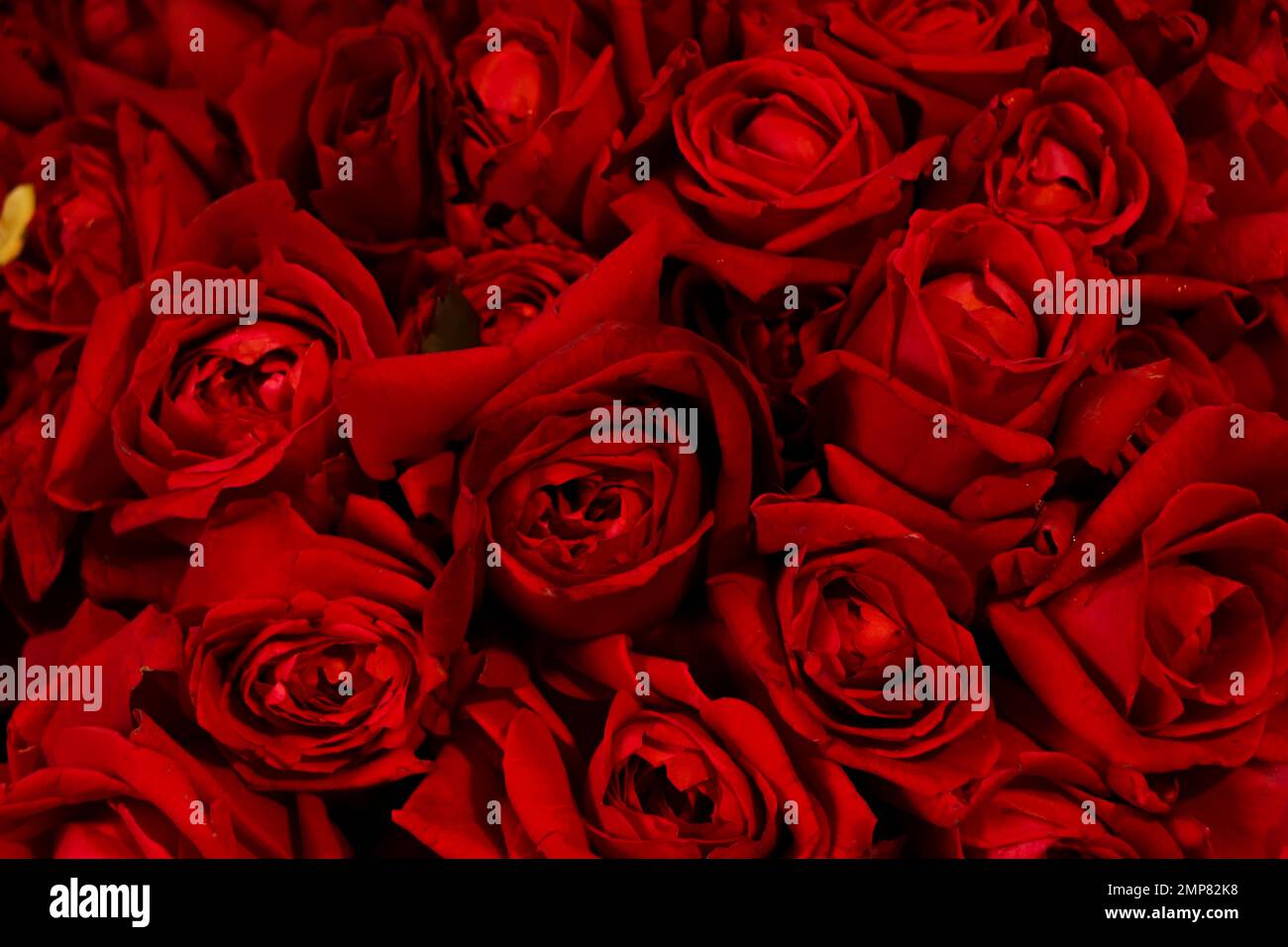 Red roses background in daylight on a flower shop Stock Photo - Alamy