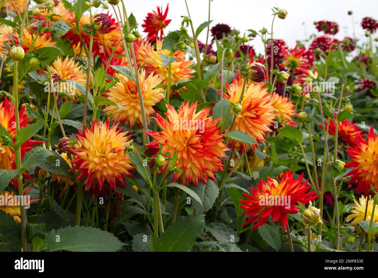Red And Yellow Flowers Garden at Owen Griver blog