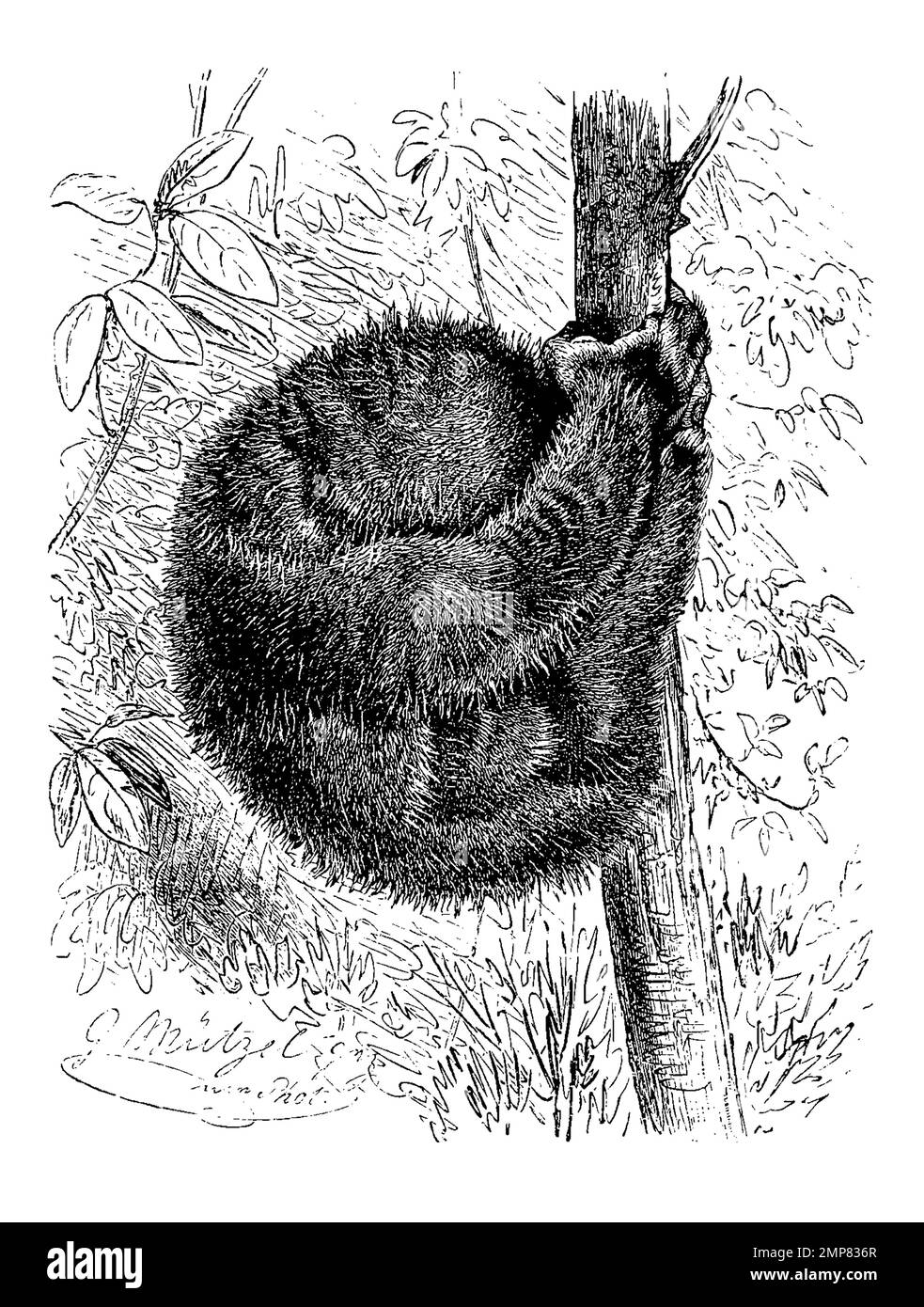 Potto, Perodicticus potto, eine Primatenart aus der Familie der Loris ...