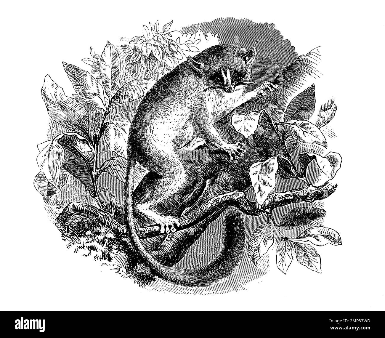 Zwerg-Mausmaki, Microcebus myoxinus, eine auf Madagaskar lebende ...