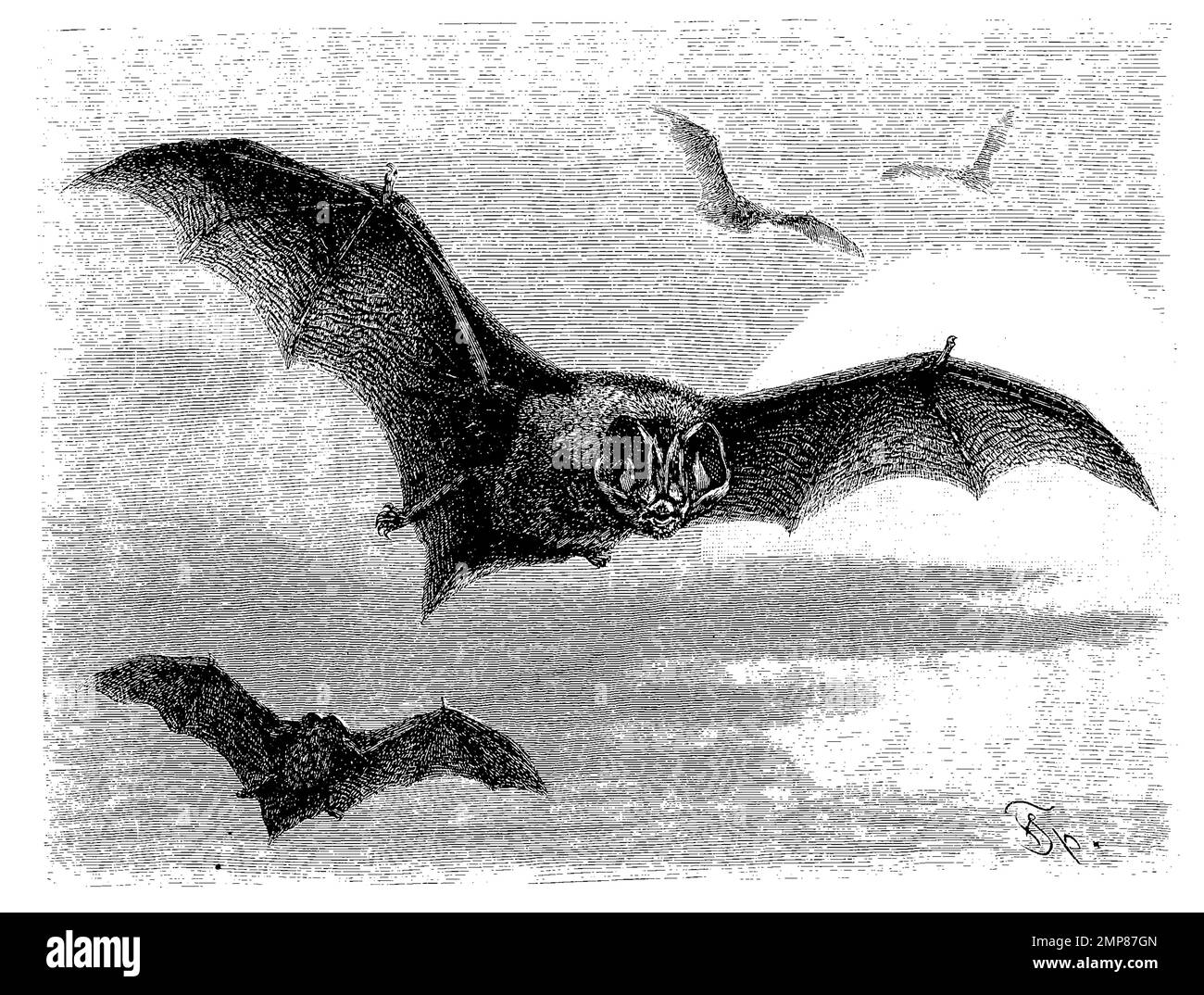 Mopsfledermaus, Synotus barbastellus, digital restaurierte Reproduktion ...