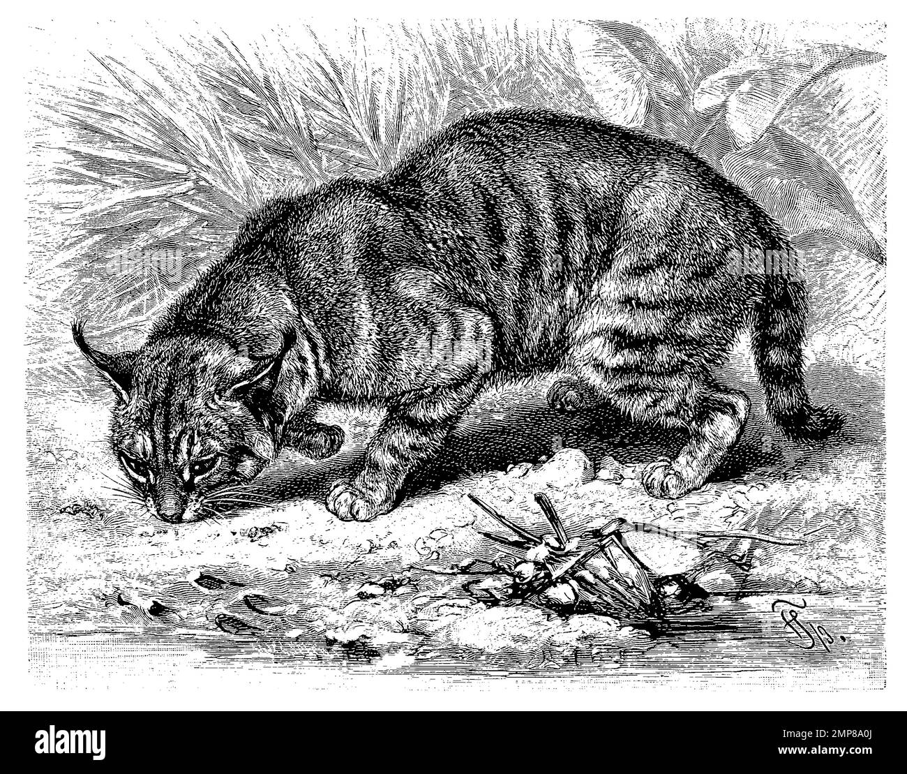 Zoologie fauna hi-res stock photography and images - Alamy