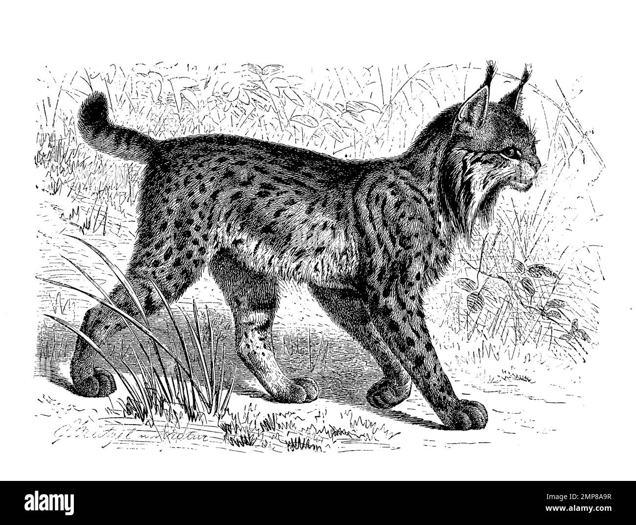 Pardelluchs hi-res stock photography and images - Alamy