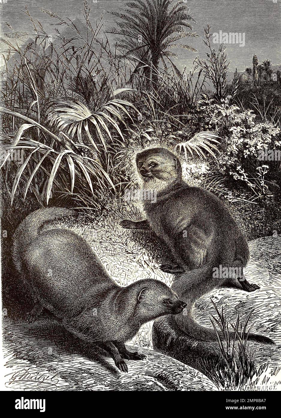 Ichneumon, Herpestes ichneumon, der Melon im engeren Sinn ist eine ...