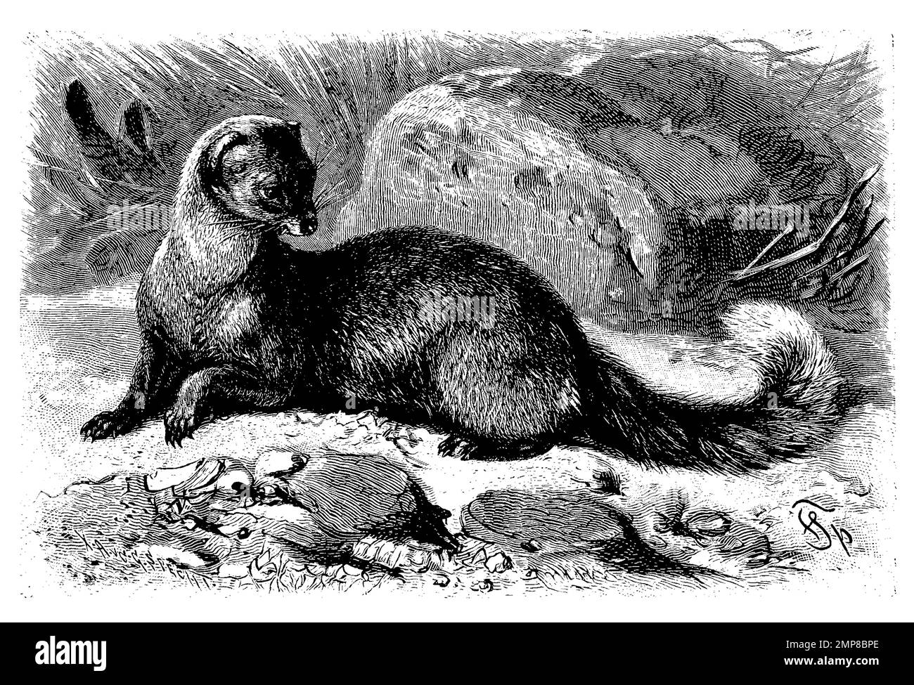 Fuchsmanguste, Cynictis penicillata, eine Säugetierart aus der Familie der Mangusten, digital ...