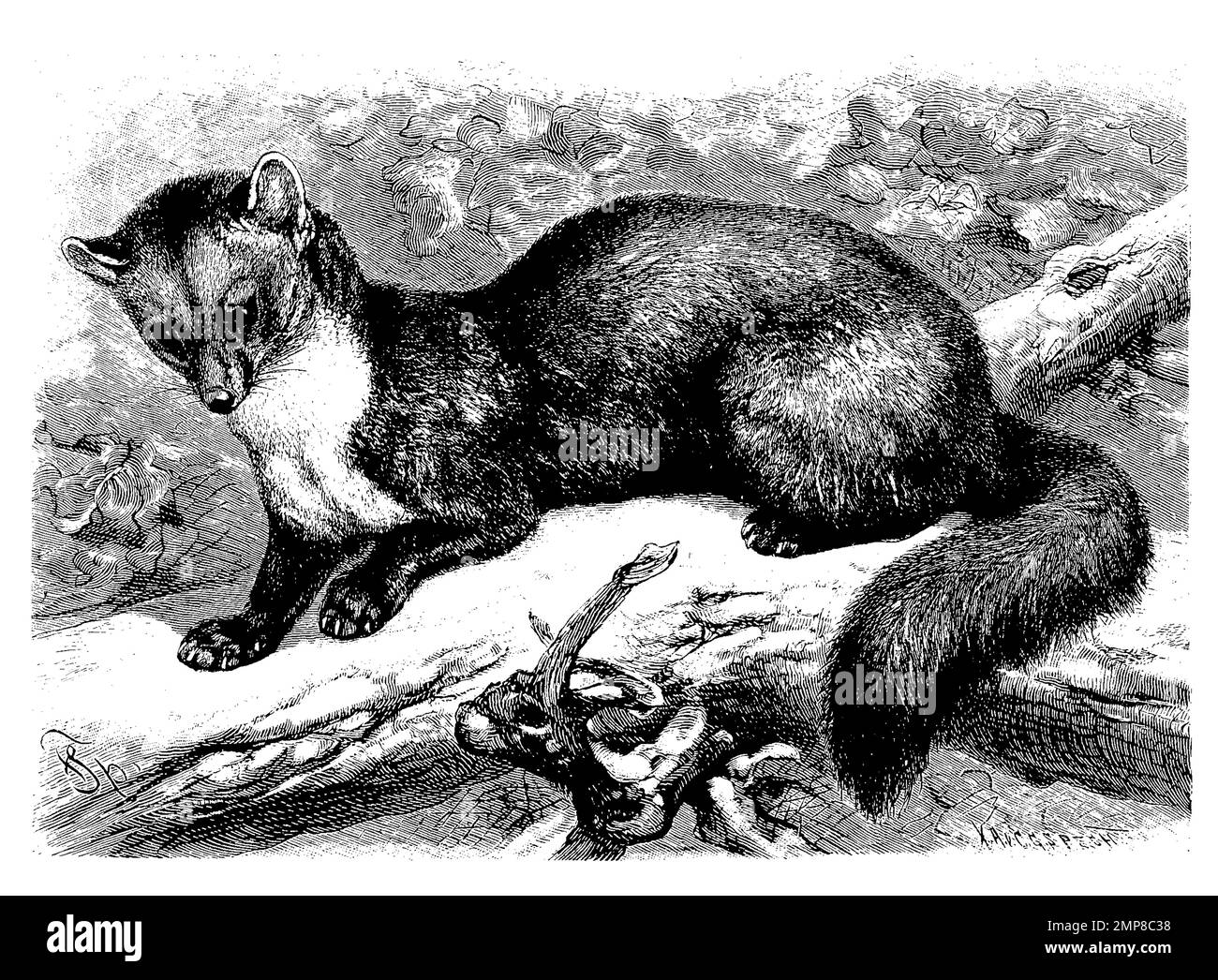 Zoologie fauna hi-res stock photography and images - Alamy