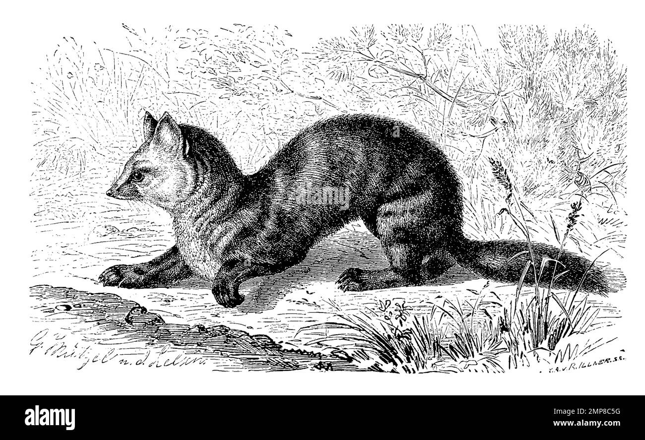 Zobel, Martes zibellina, eine Raubtierart aus der Gattung der Echten ...