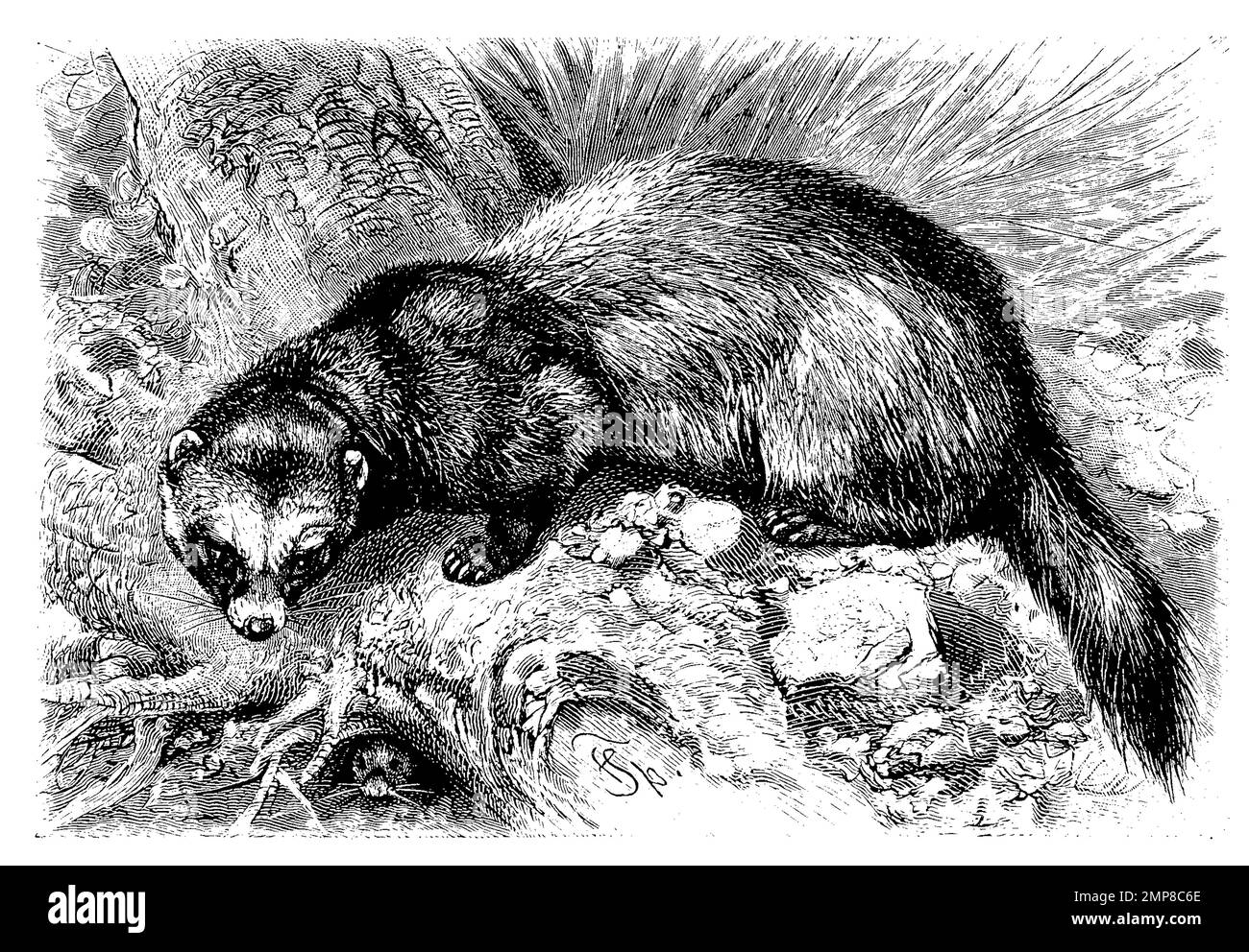 Europäische Iltis, Waldiltis, Mustela putorius, gemeiner Iltis ...