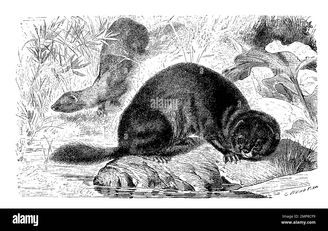 Europäische Nerz, Mustela lutreola, eine Raubtierart aus der Familie ...