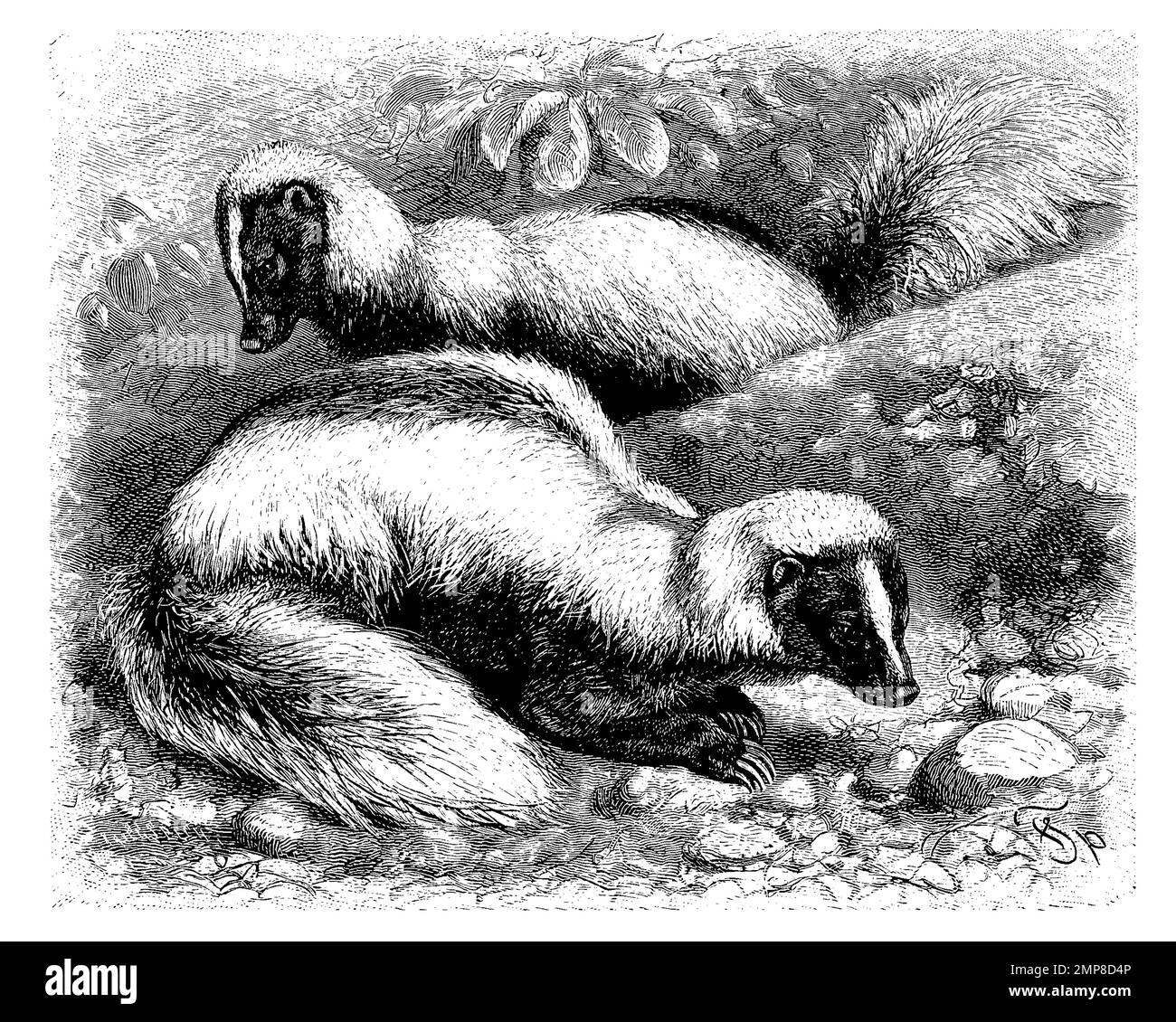 Su·ril·ho, Mephitis suffocans, mit den Mardern verwandtes ...