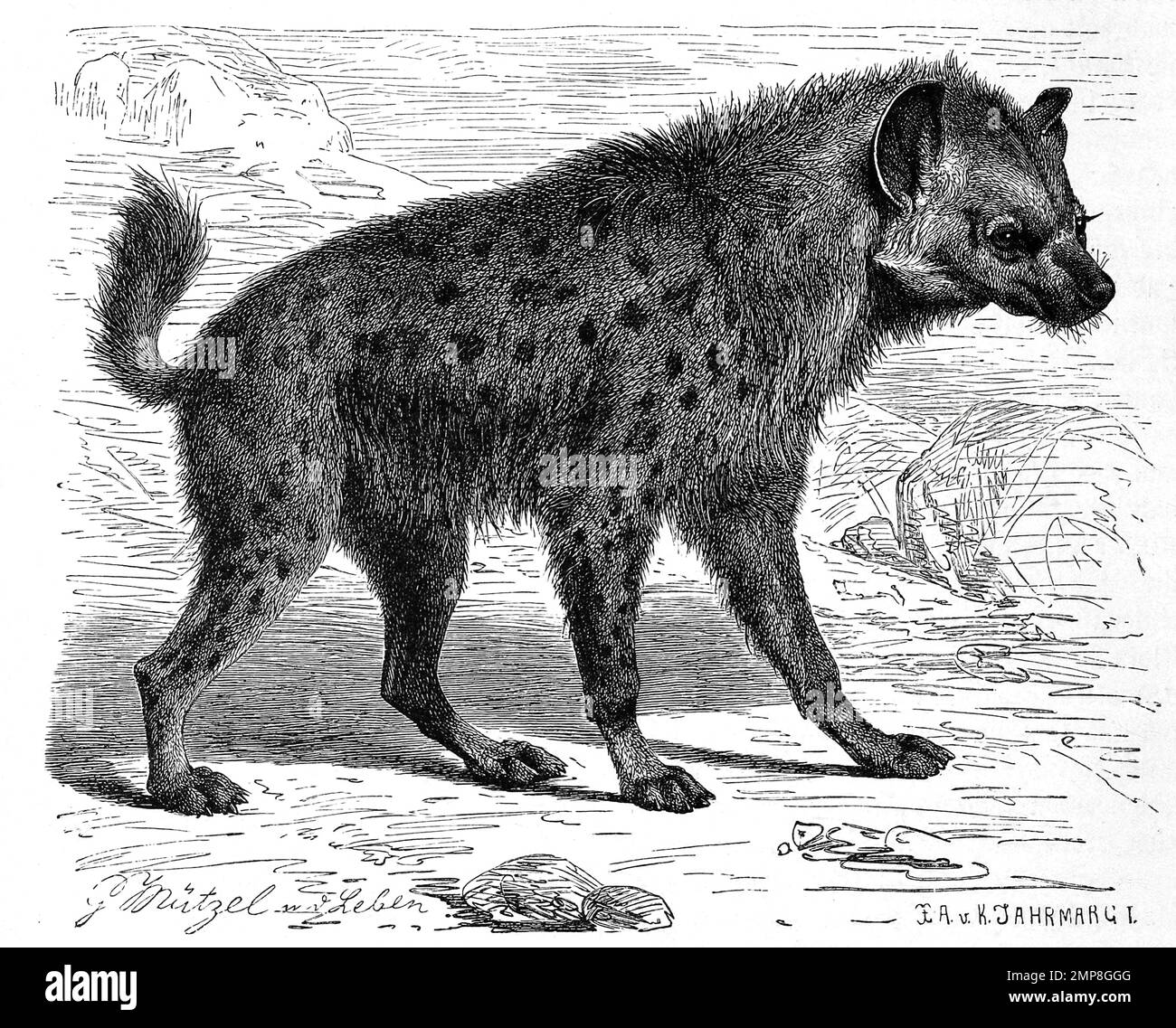 Hyena species Cut Out Stock Images & Pictures - Alamy