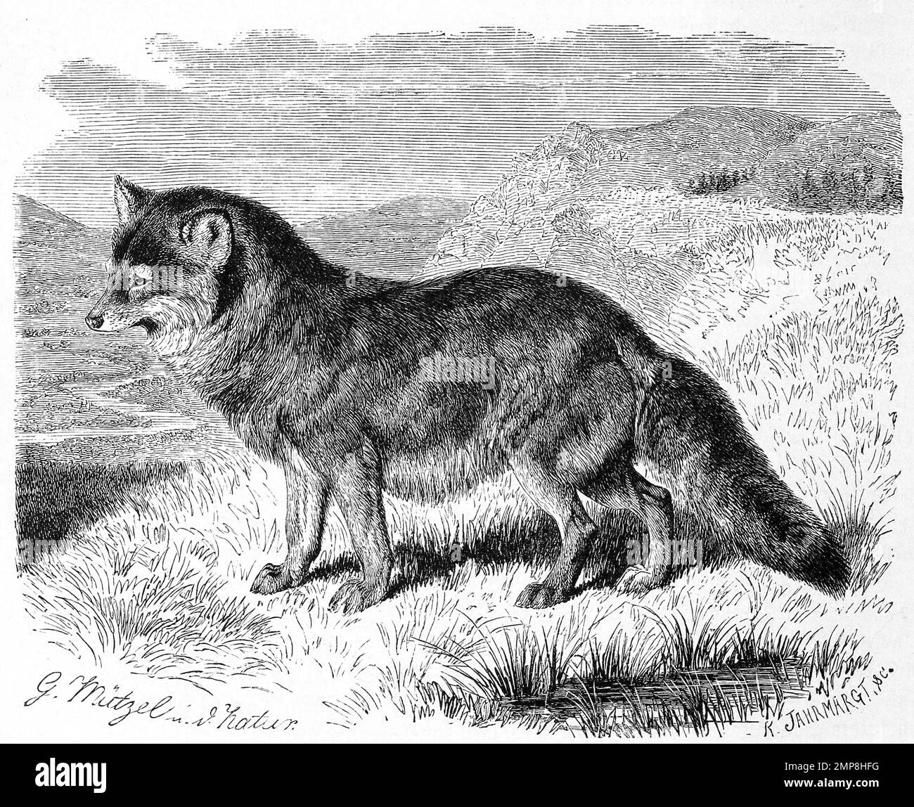 Coyote Howling Sketch