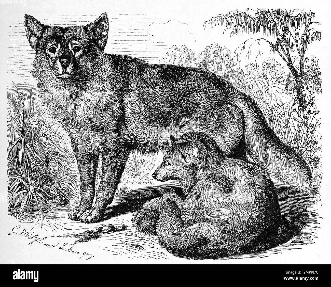 Most basal lineage hi-res stock photography and images - Alamy