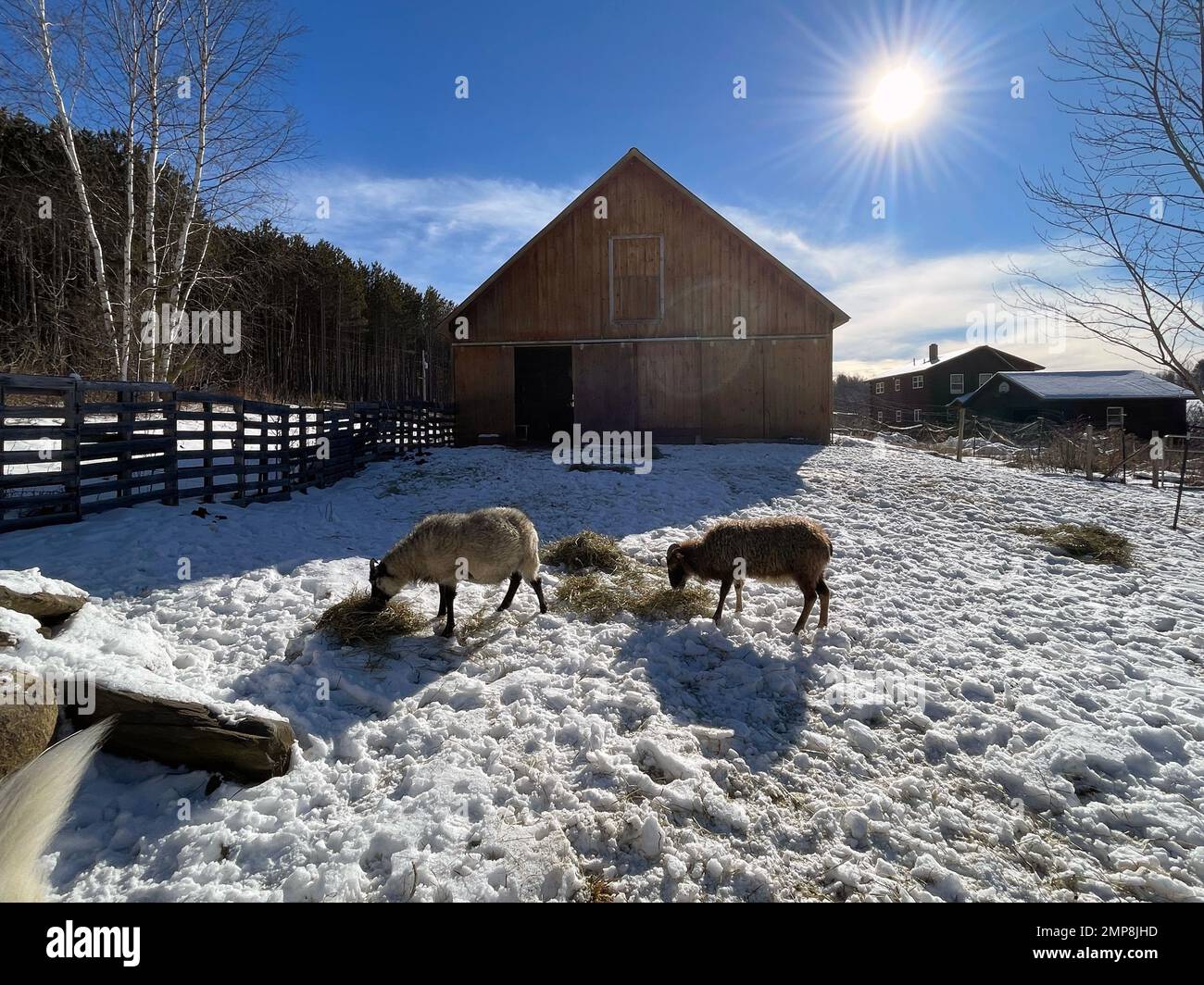The Icelandic sheep is the Icelandic breed of domestic sheep. It ...
