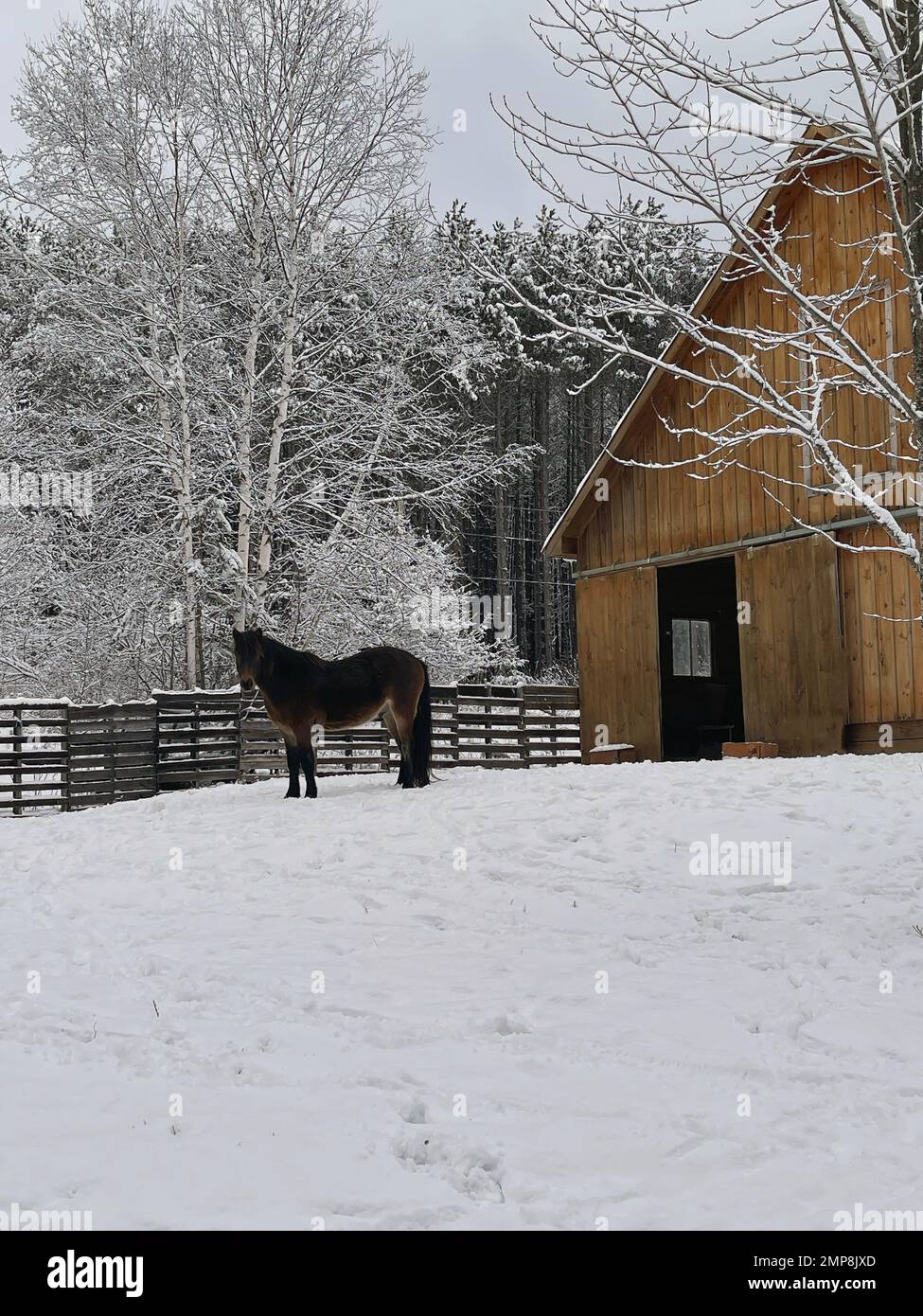 The Newfoundland pony is a breed of pony originating in Newfoundland ...