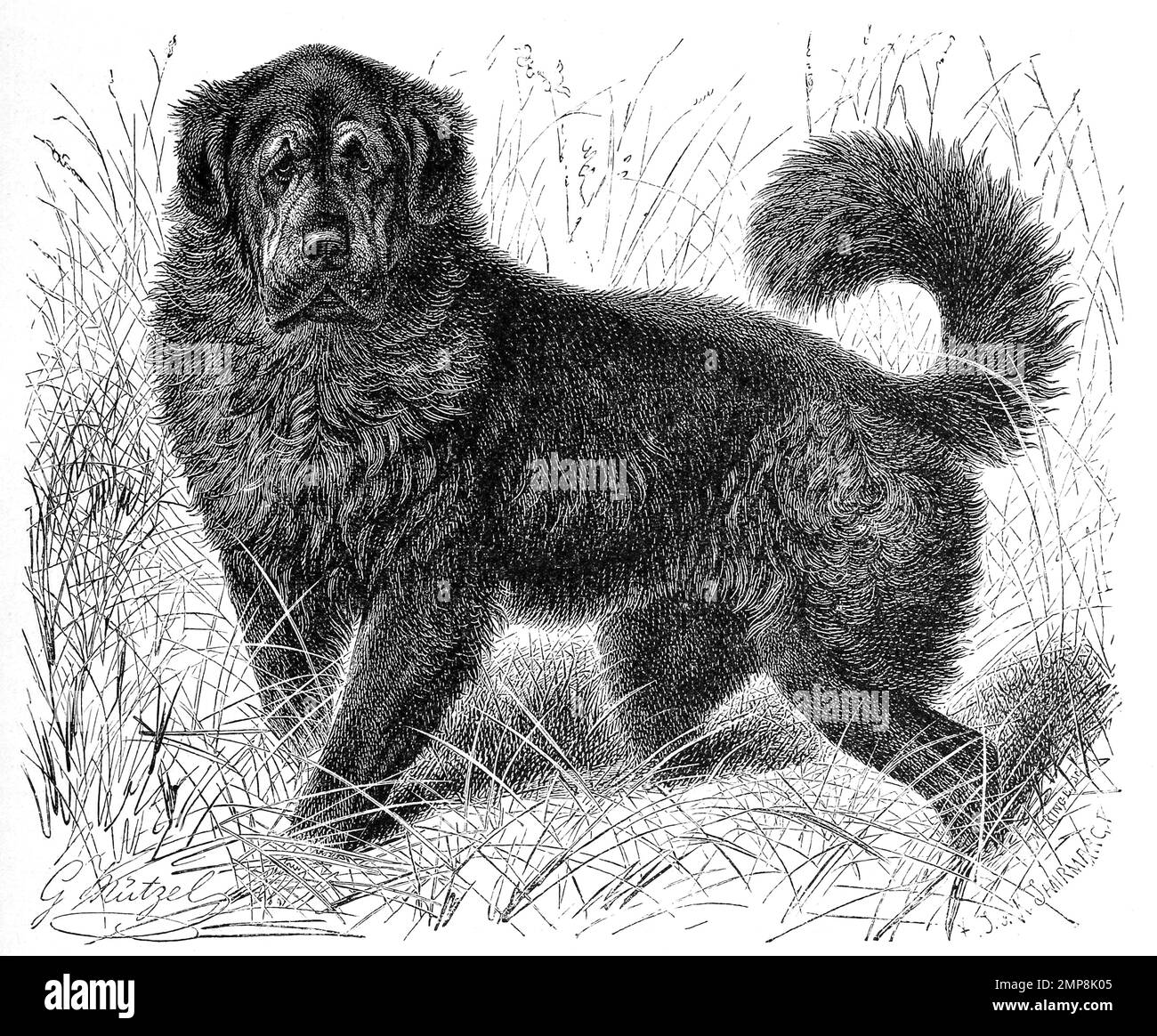 Can A Molossus Of Epirus Guard A Home