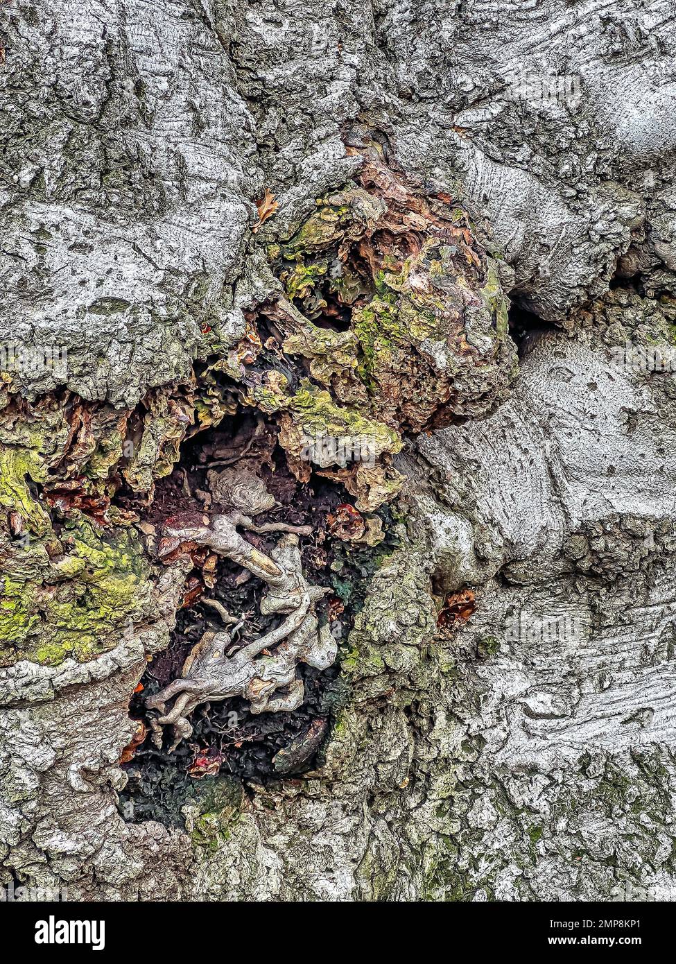 The closeup bark of a Crabapple tree in winter Stock Photo - Alamy