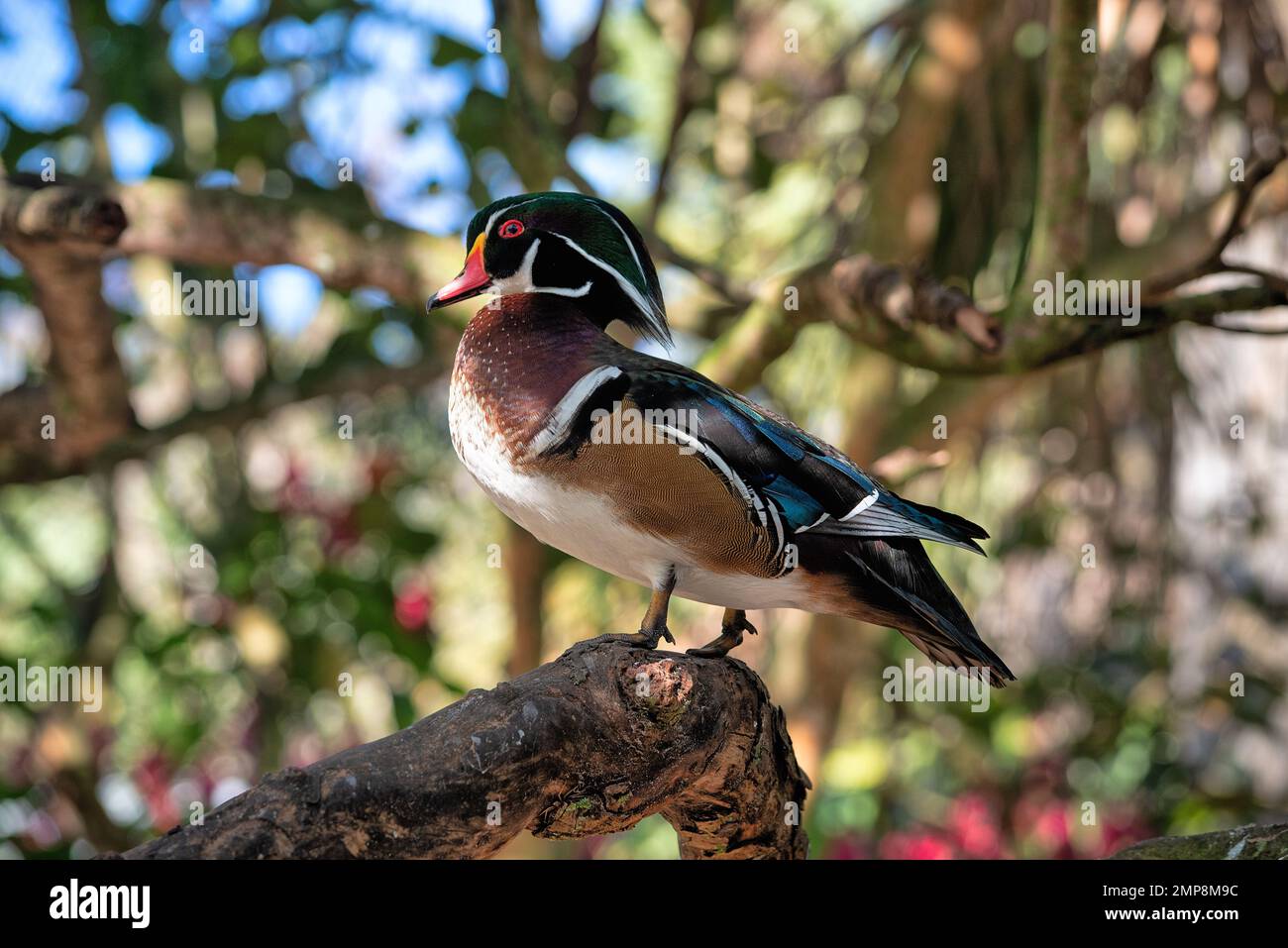 Species of perching duck hi-res stock photography and images - Alamy