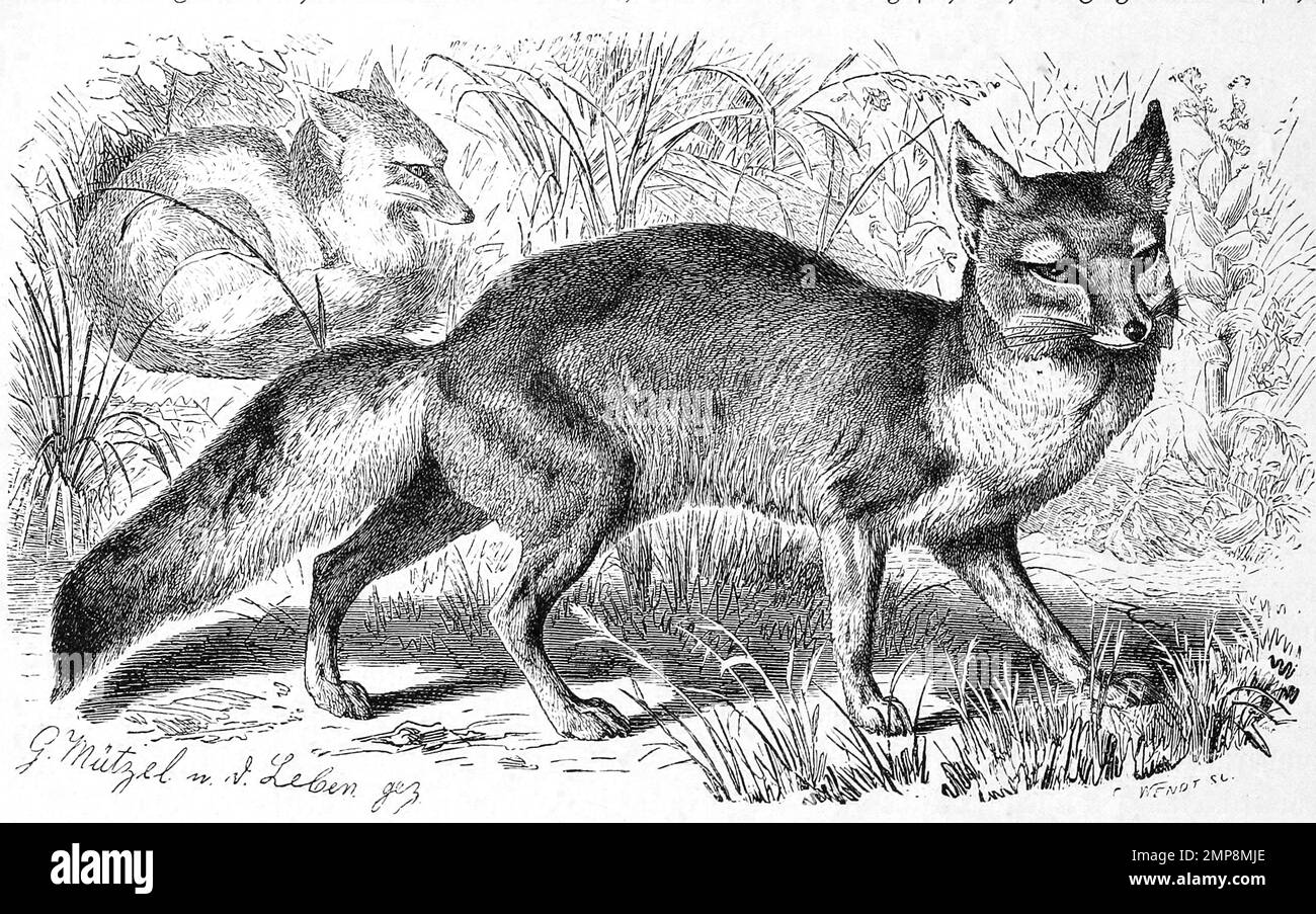 Steppenfuchs, Vulpes corsac oder Korsak ist eine Art der Echten Füchse ...