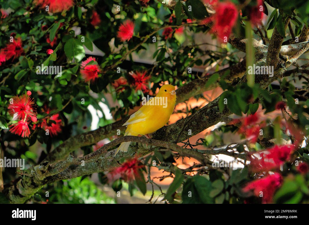yellow canary,Crithagra flaviventris, is a small passerine bird in the ...