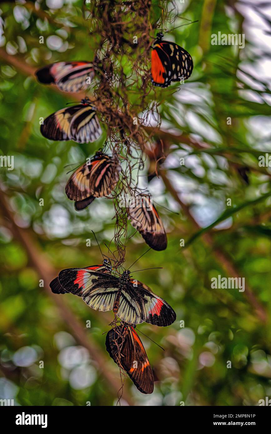 Heliconius comprises a colorful and widespread genus of brush-footed ...
