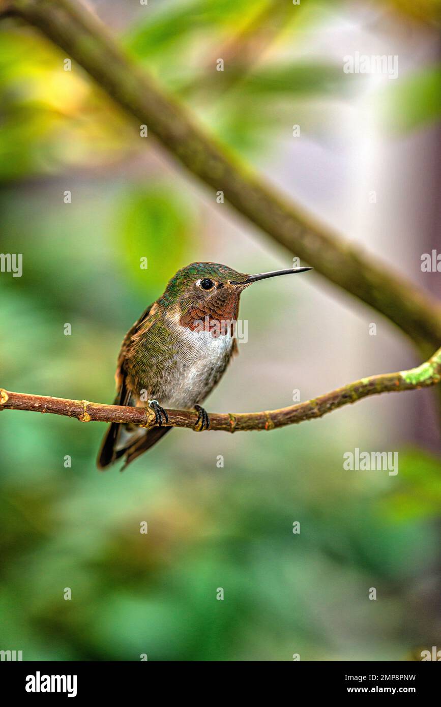 ruby-throated hummingbird,Archilochus colubris is a species of ...