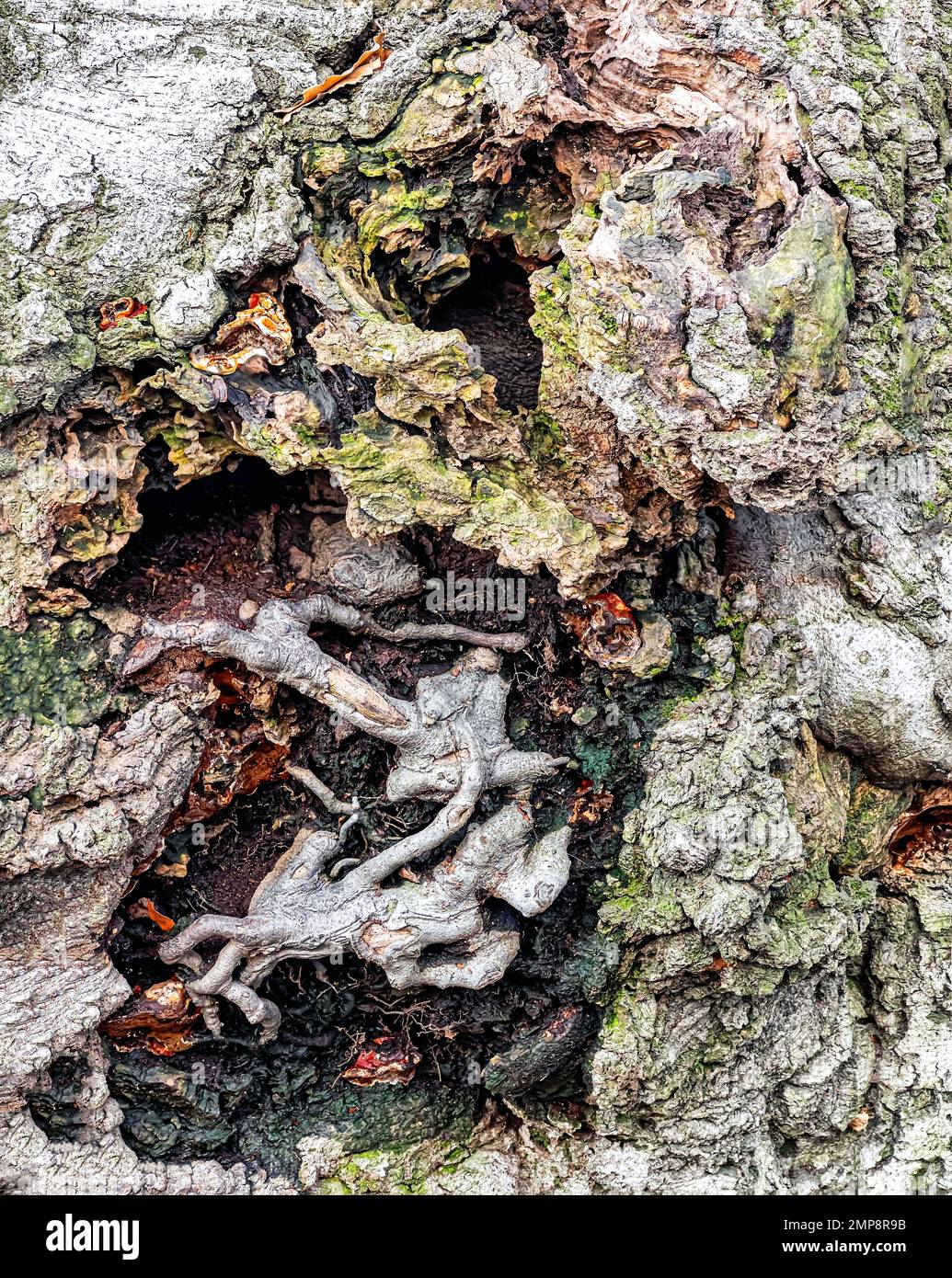 The closeup bark of a Crabapple tree in winter Stock Photo - Alamy