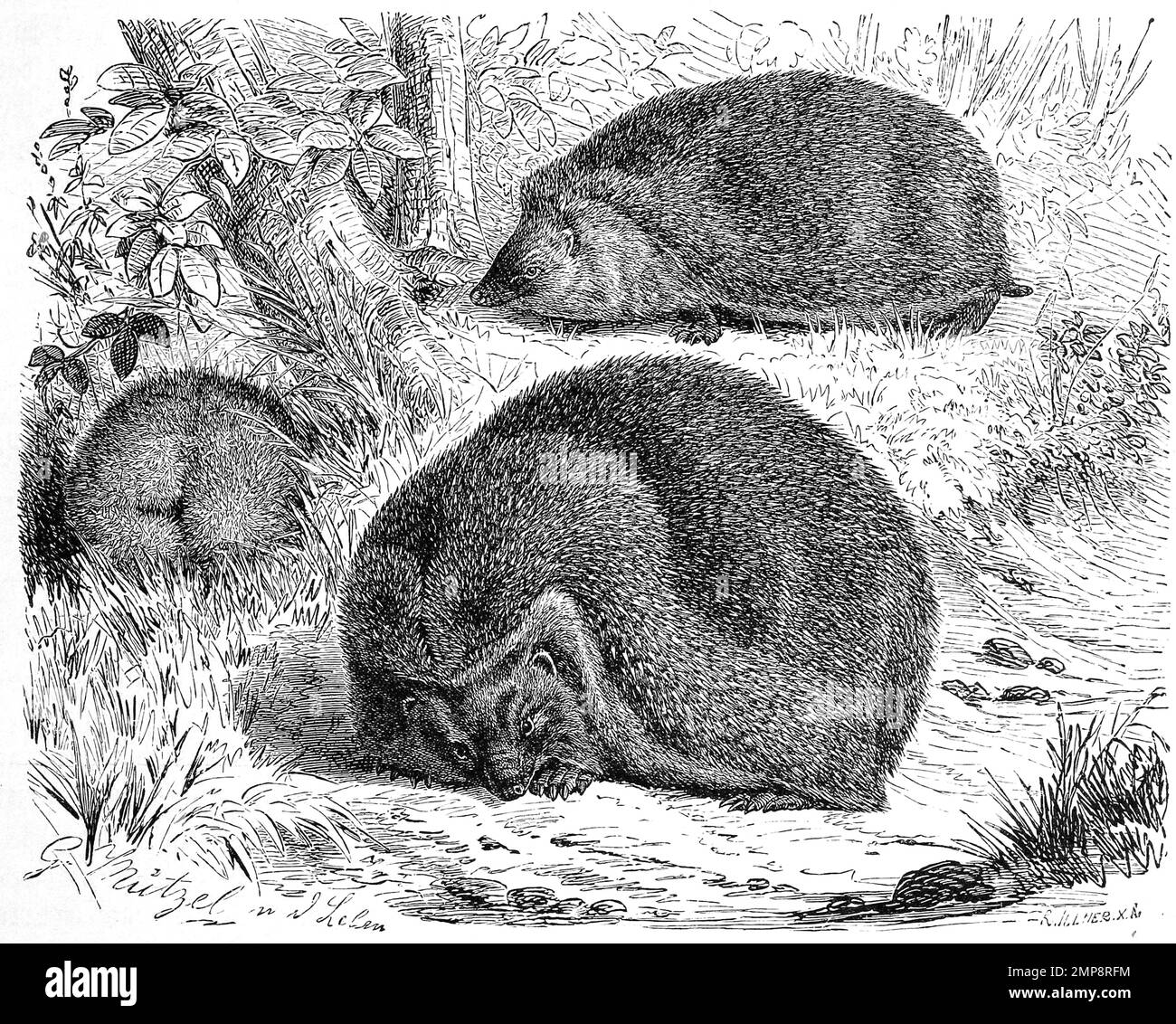 Braunbrustigel, Erinaceus europaeus, auch Westeuropäischer Igel oder ...