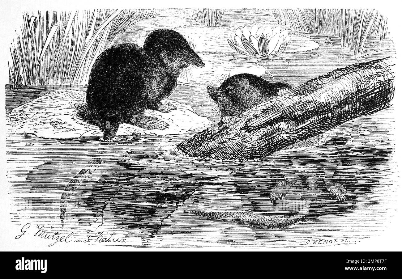 Wasserspitzmaus, Neomys fodiens, eine der drei in Europa und im ...