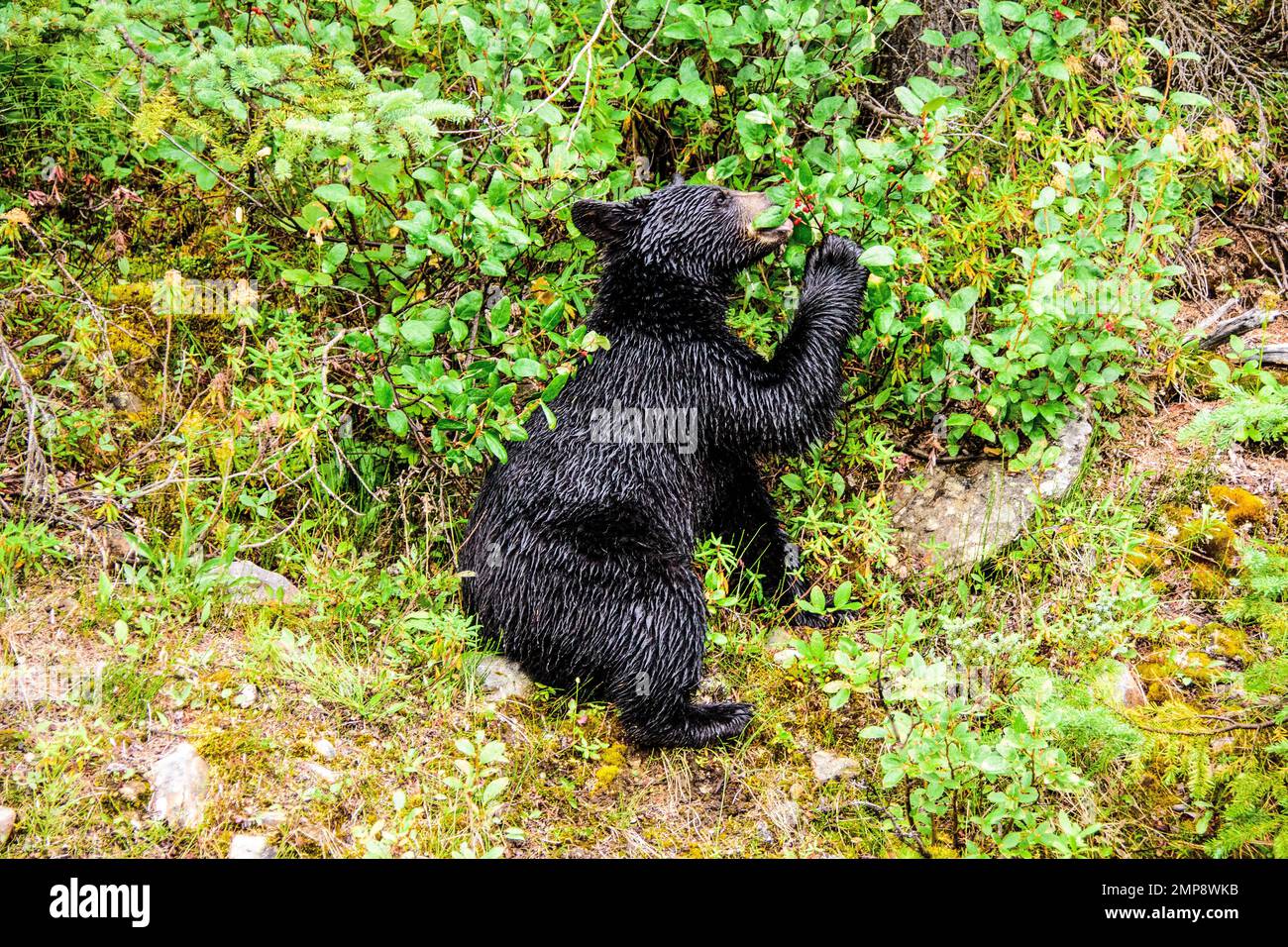 Black bears eating hi-res stock photography and images - Alamy