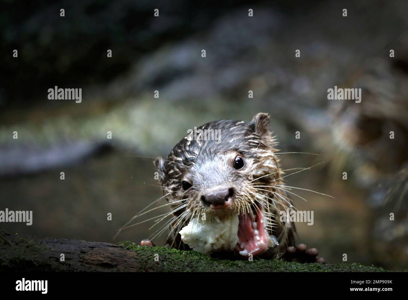 An Asian small-clawed otter, the smallest otter species in the world ...