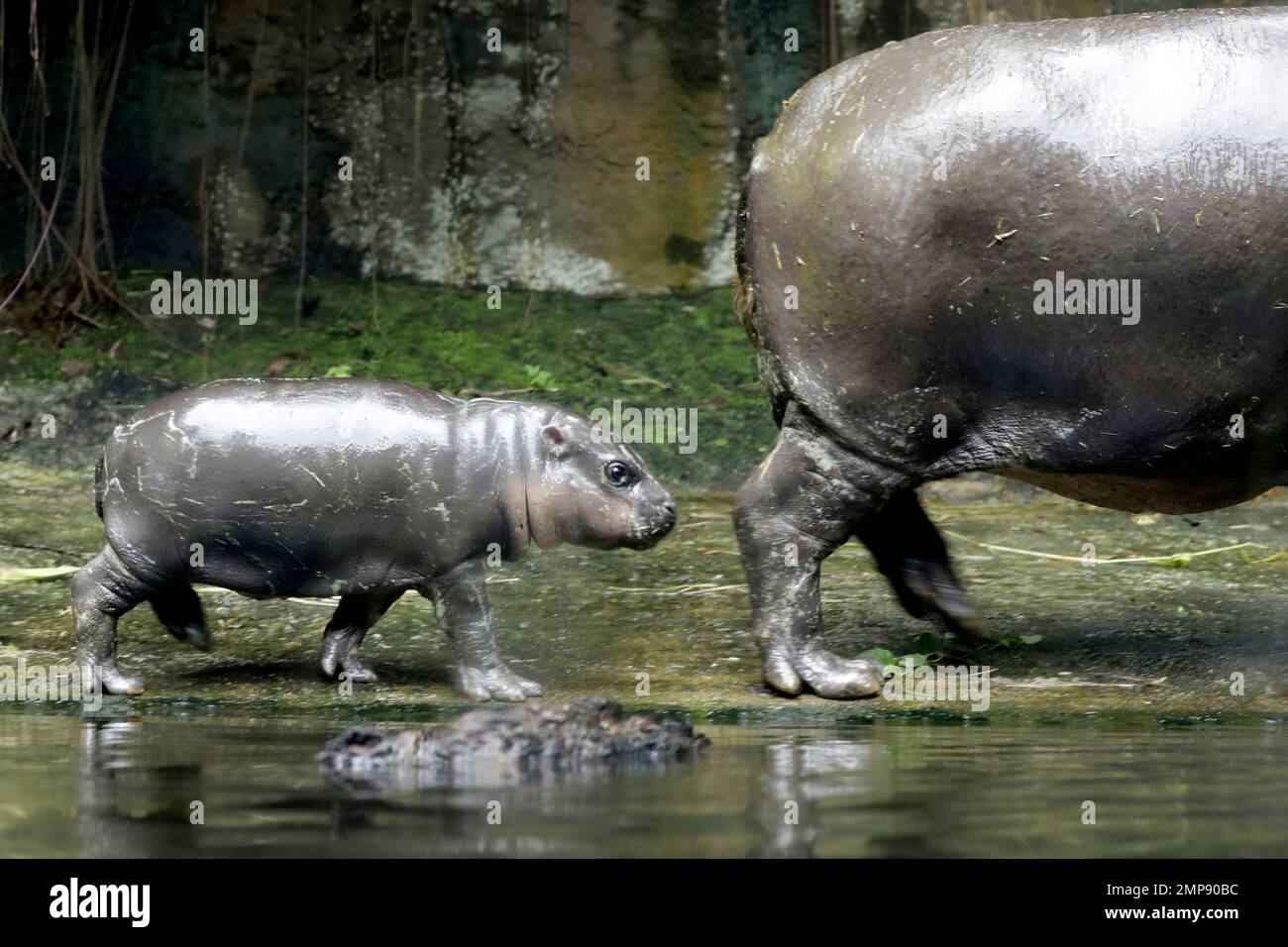 Abina, the park's 24th successful pygmy hippo born in captivity walks ...