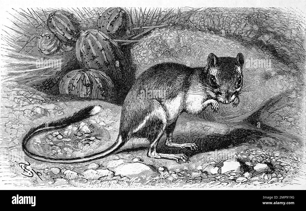 how to draw kangaroo rat