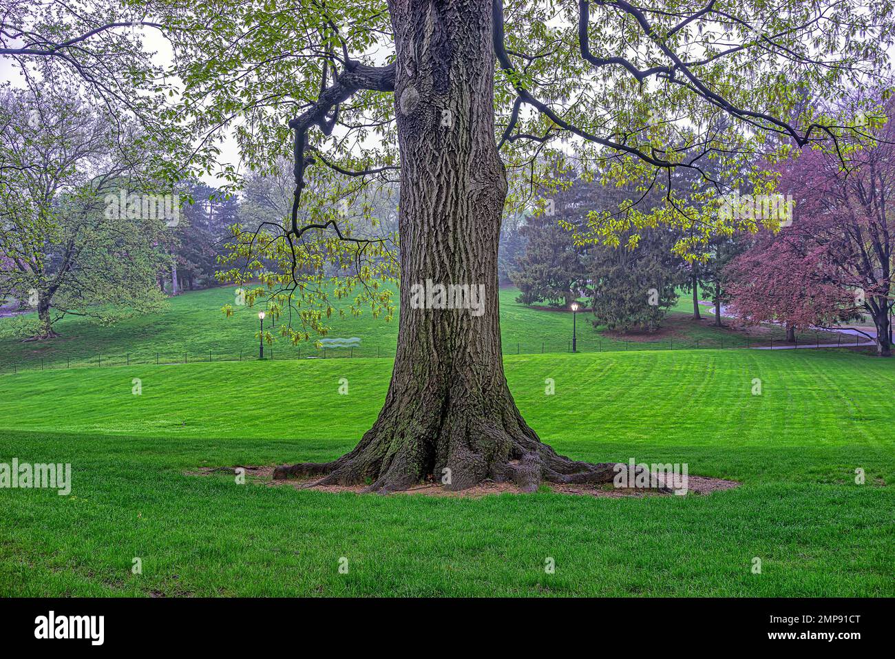 Spring in Central Park, New York City Stock Photo - Alamy