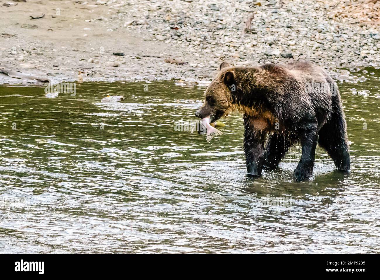 Grizzly Bear Salmon Fishing Stock Photo - Alamy