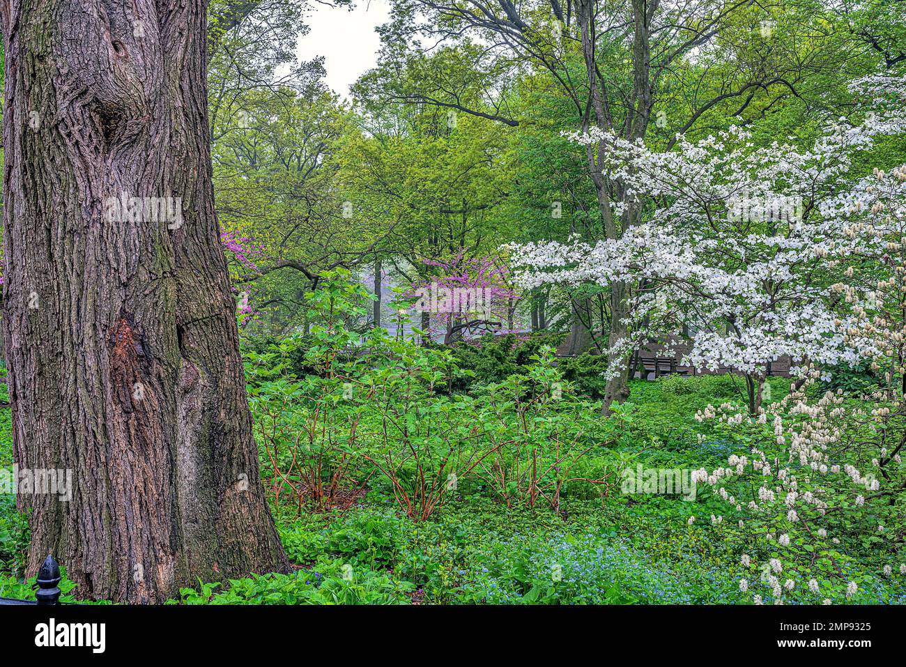 Spring in Central Park, New York City Stock Photo - Alamy