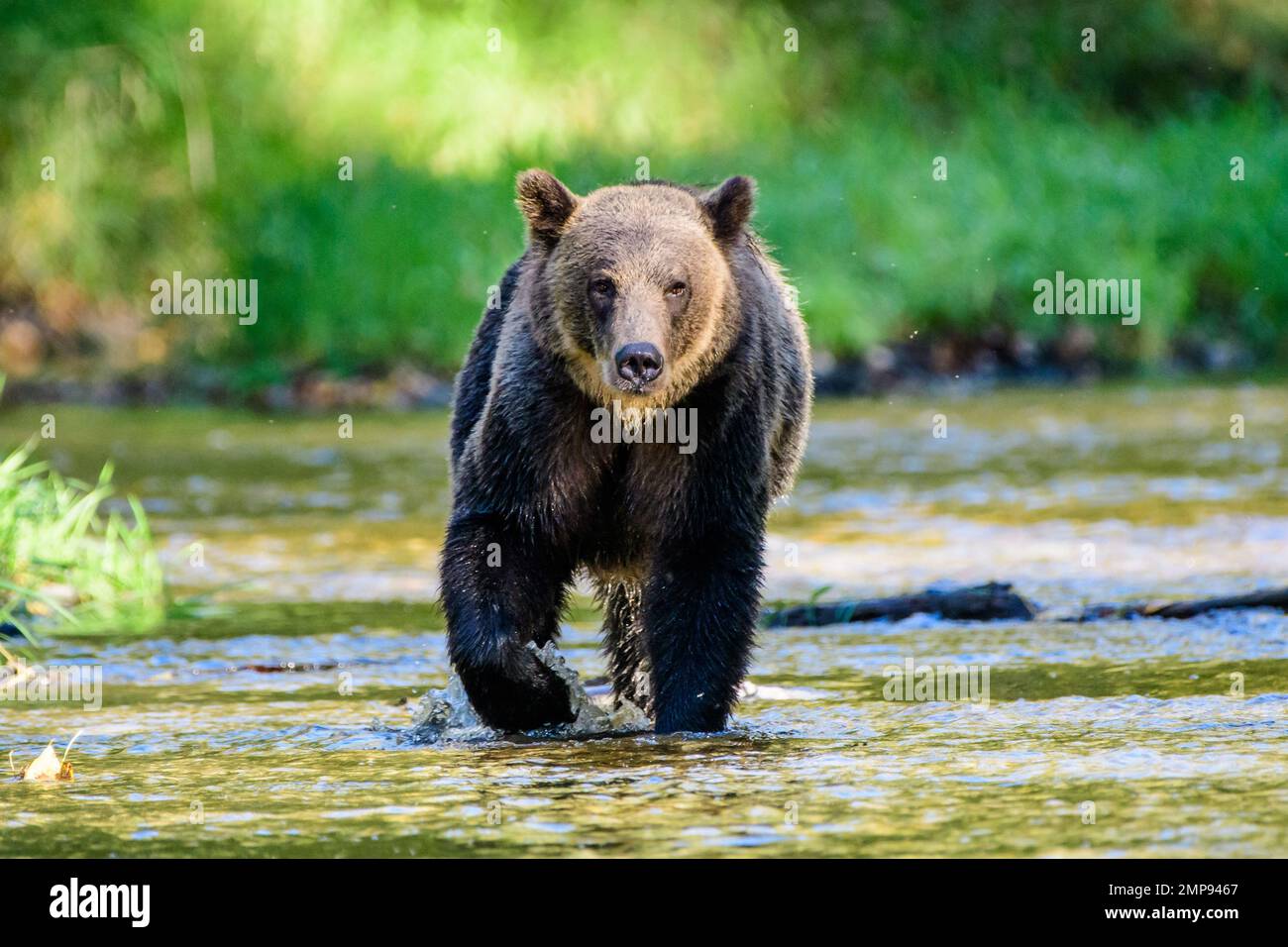 Grizzly Bear approaching Stock Photo - Alamy
