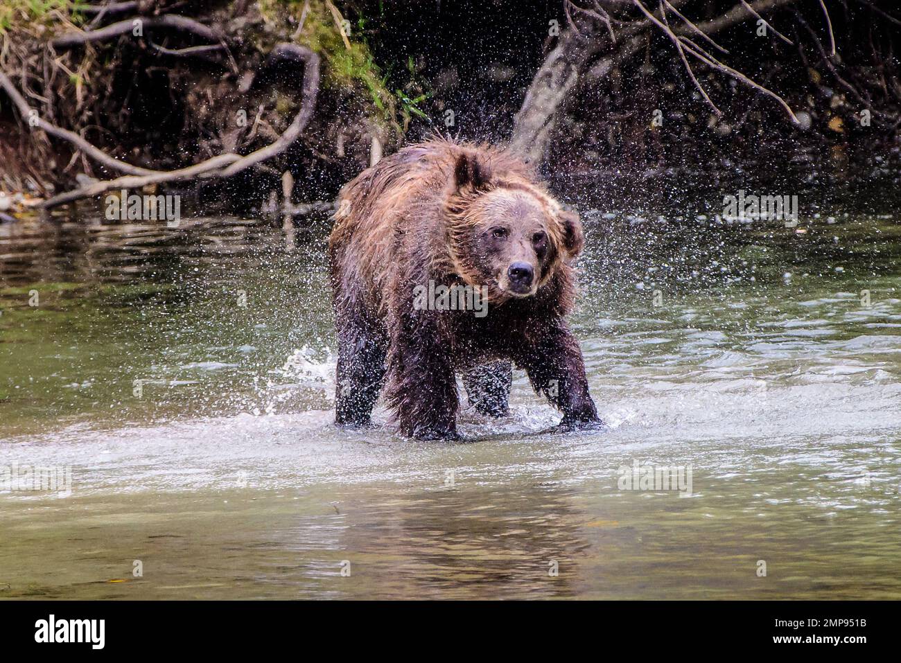 Grizzly bear shaking its head Stock Photo - Alamy