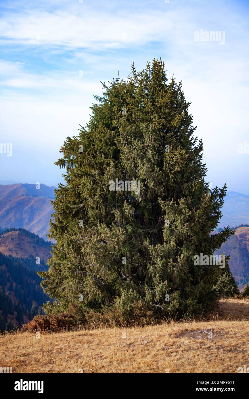Big spruce tree hi-res stock photography and images - Alamy