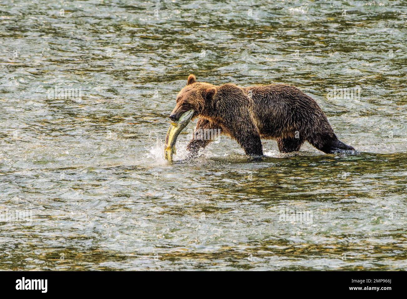 Grizzly Bear feeding time Stock Photo - Alamy