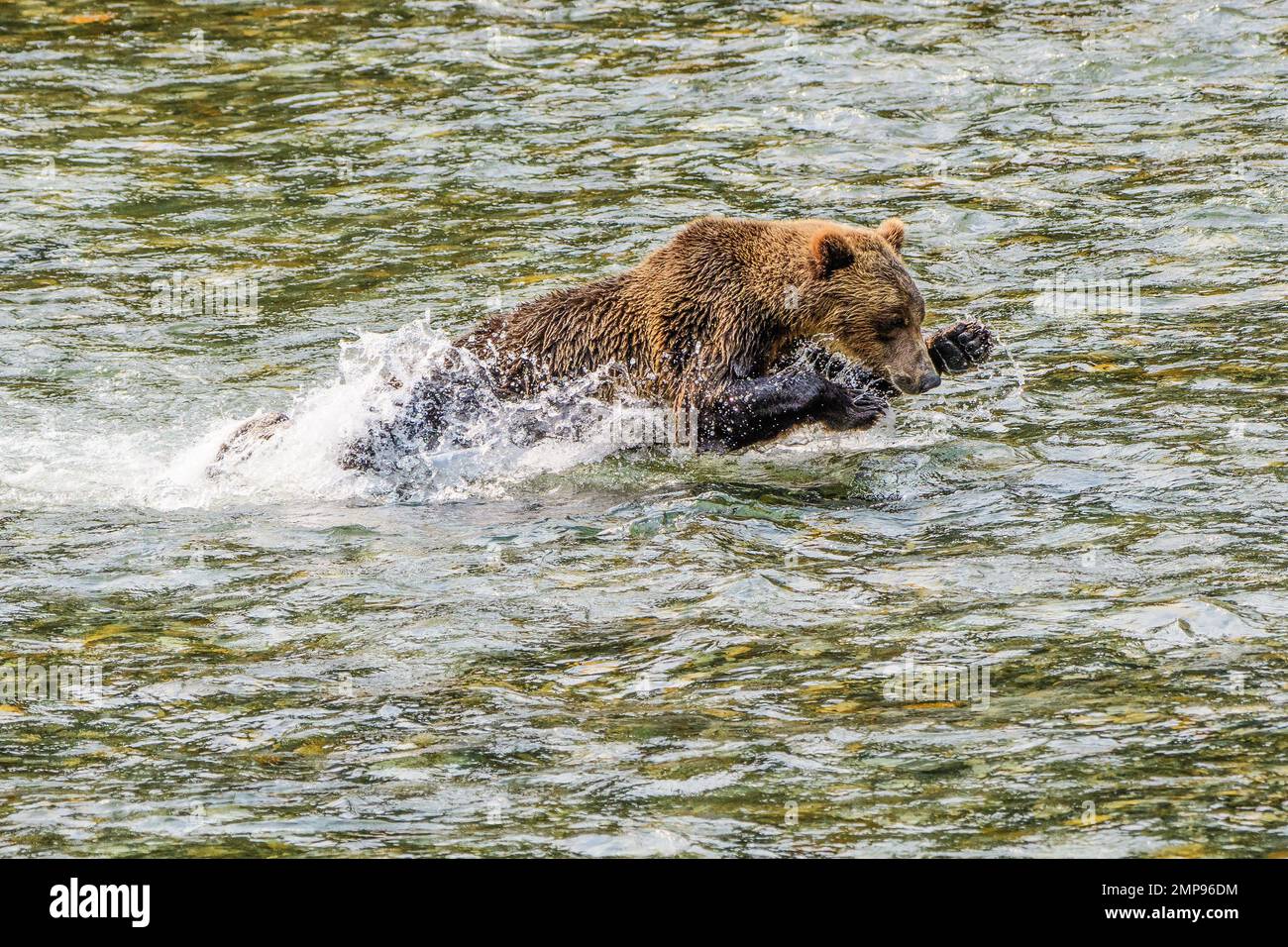 Pouncing hi-res stock photography and images - Alamy